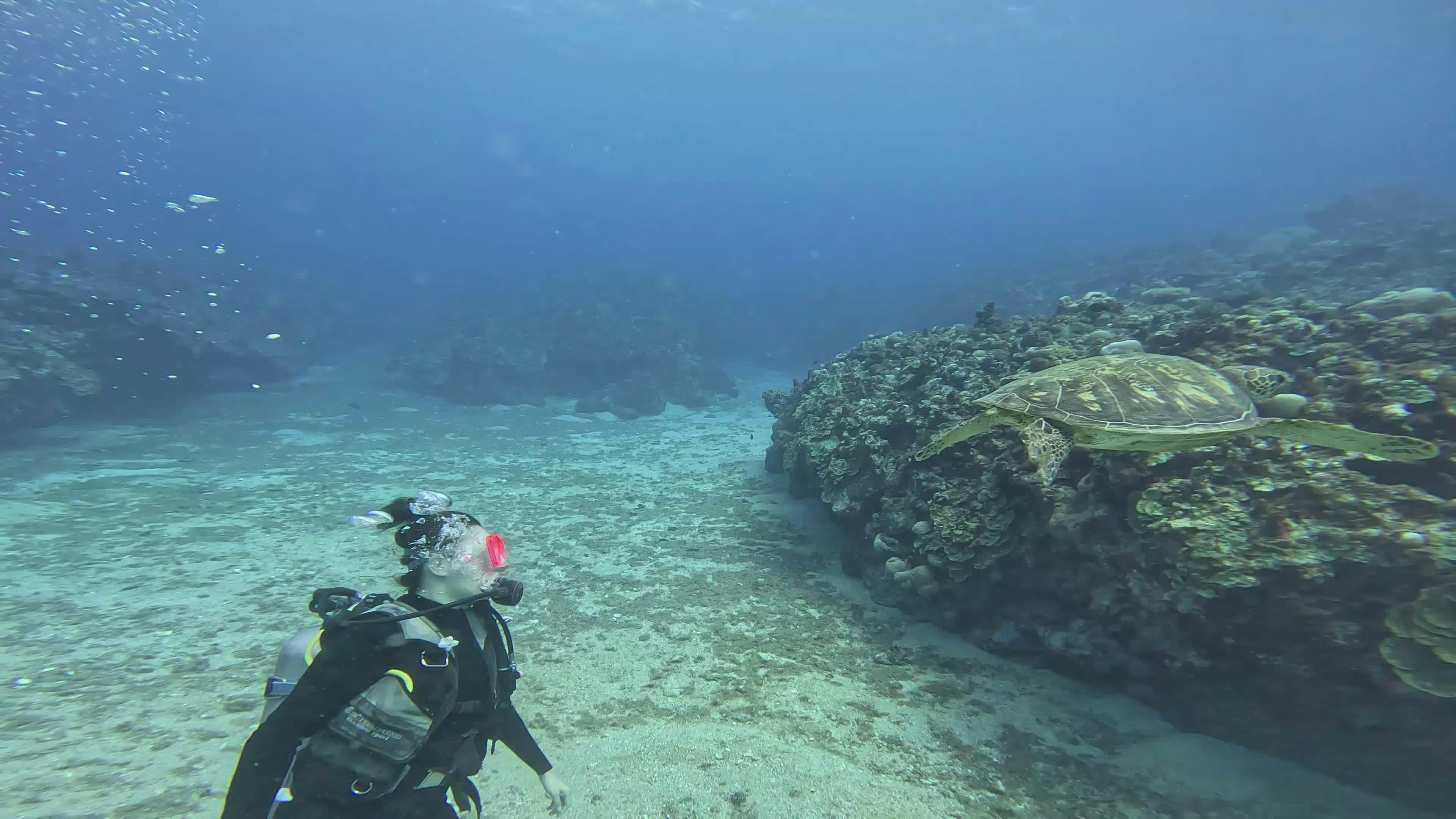 Scuba Diver Explores Turtle in Coral Reef Free Stock Video Footage ...
