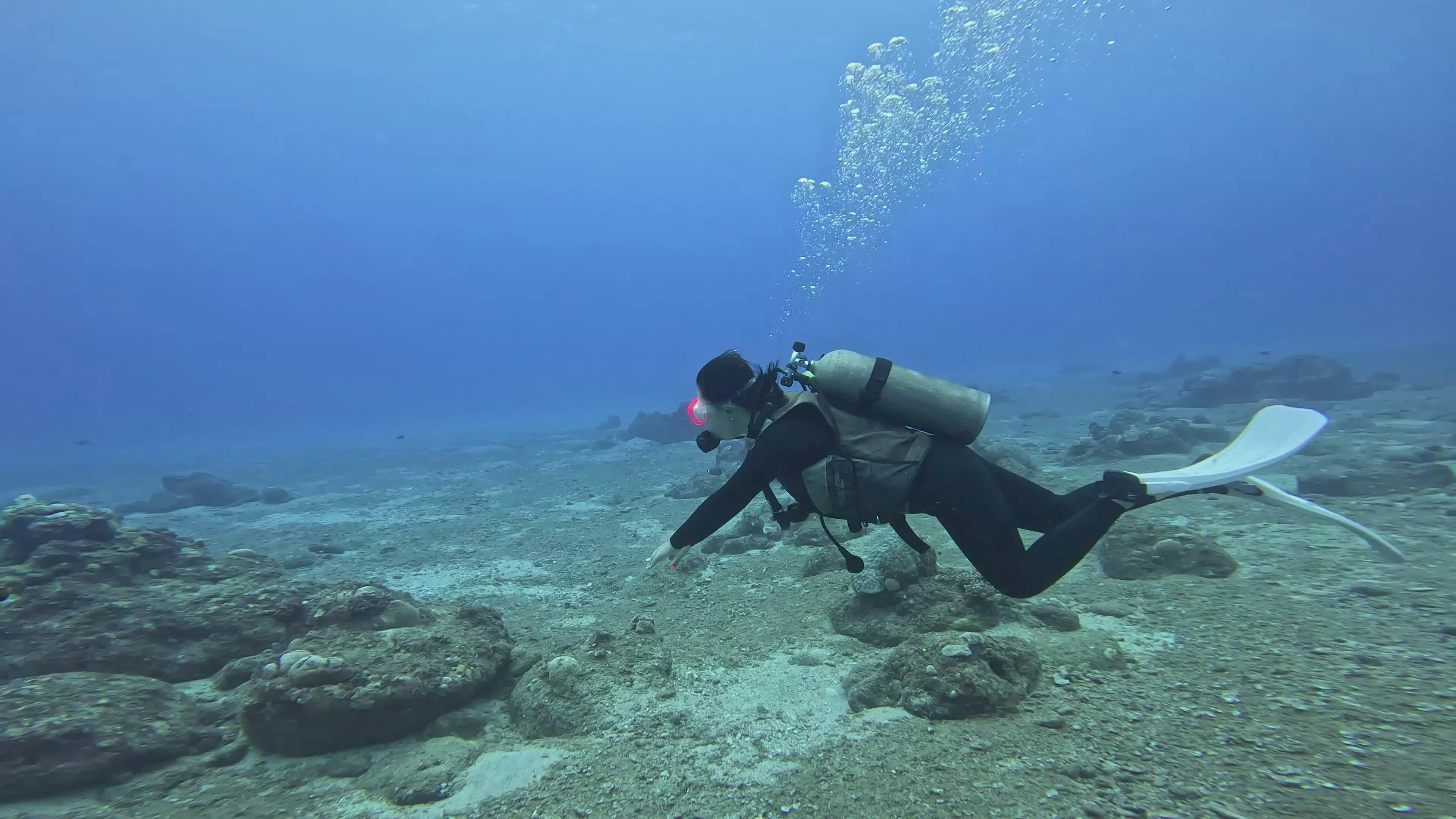 Exploring Underwater Coral Reefs with Scuba Gear Free Stock Video ...