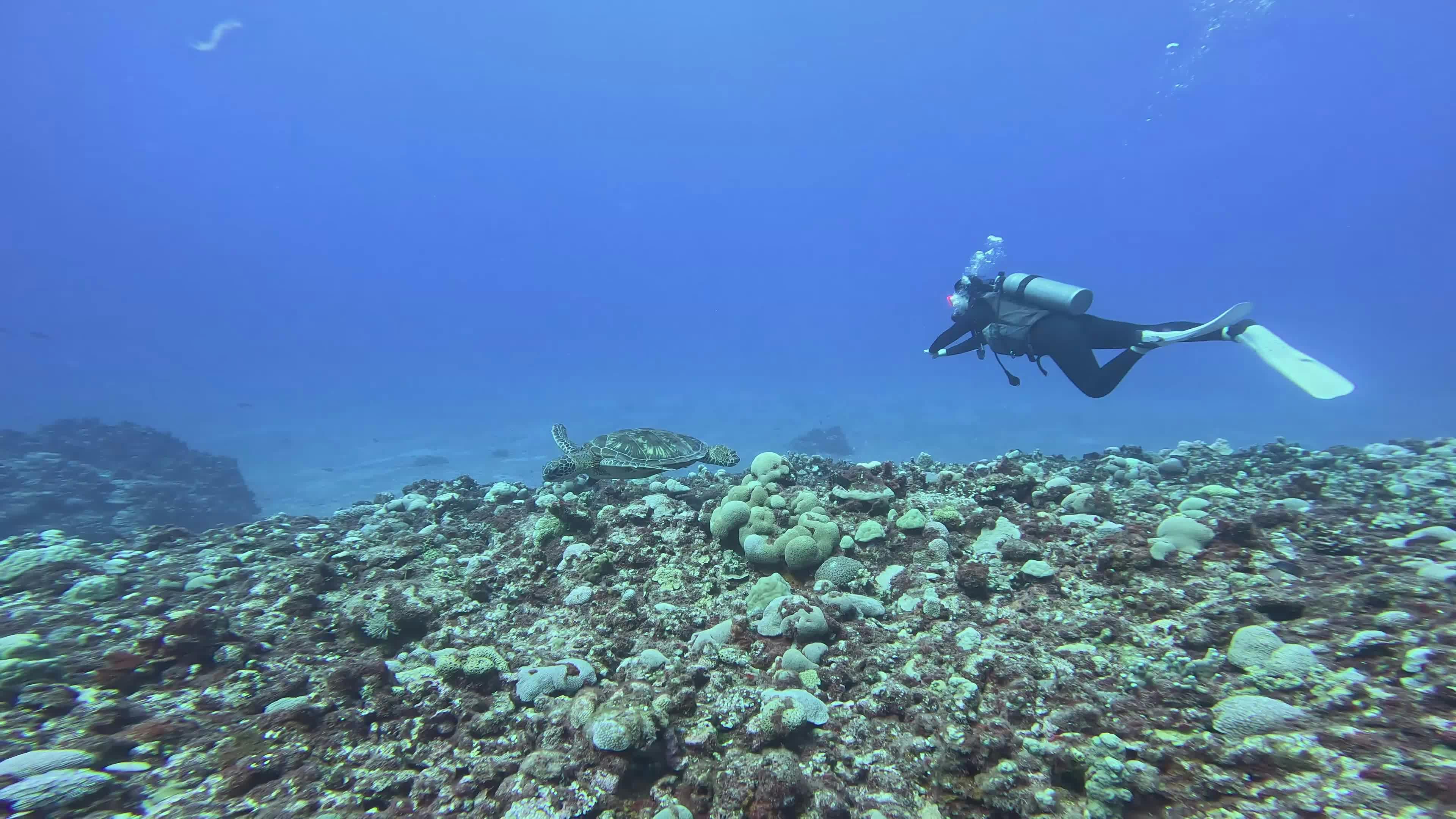 Scuba Diver Exploring Vibrant Underwater Coral Reefs Free Stock Video ...