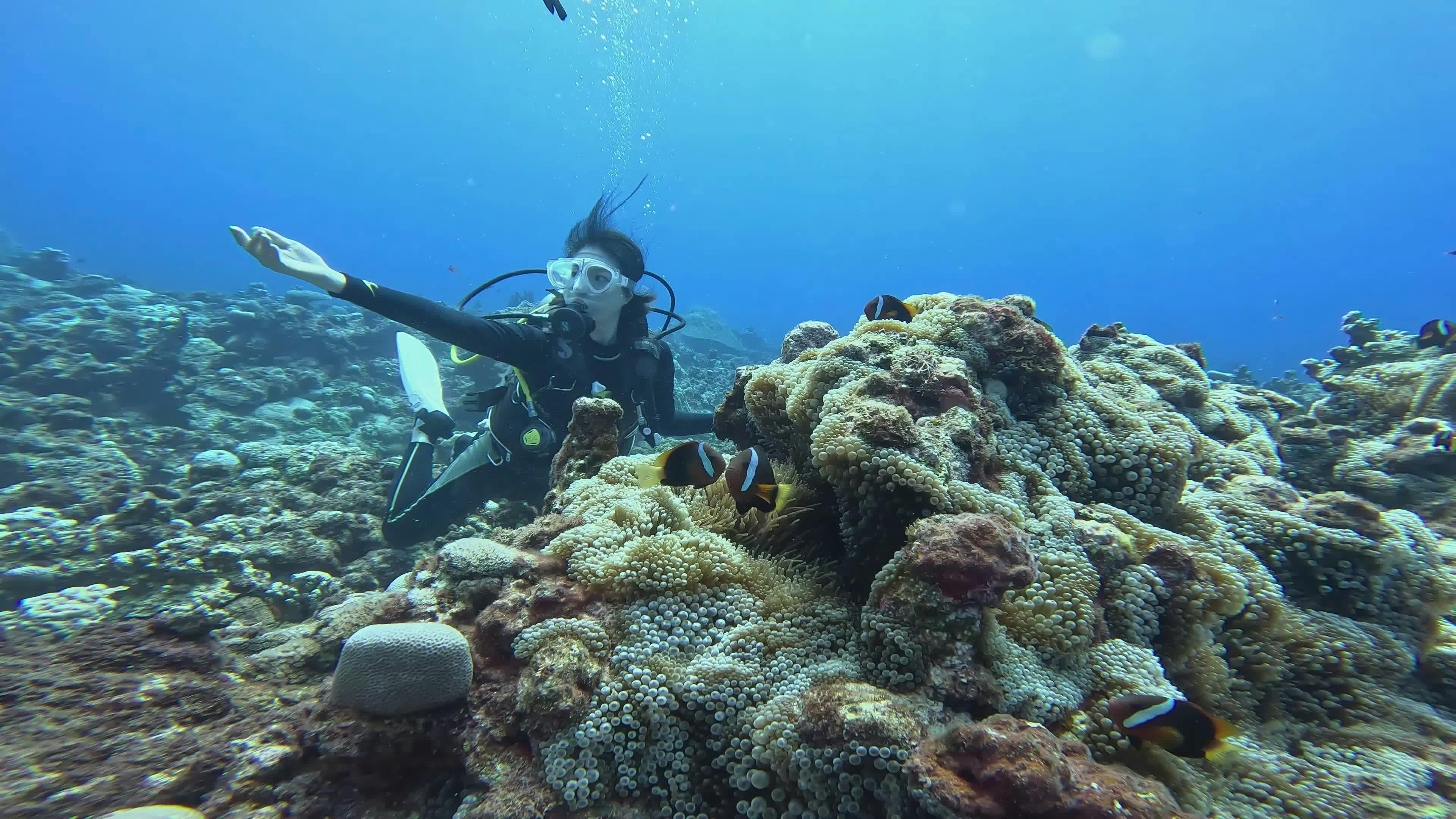 Exploring Vibrant Coral Reefs While Scuba Diving Free Stock Video ...