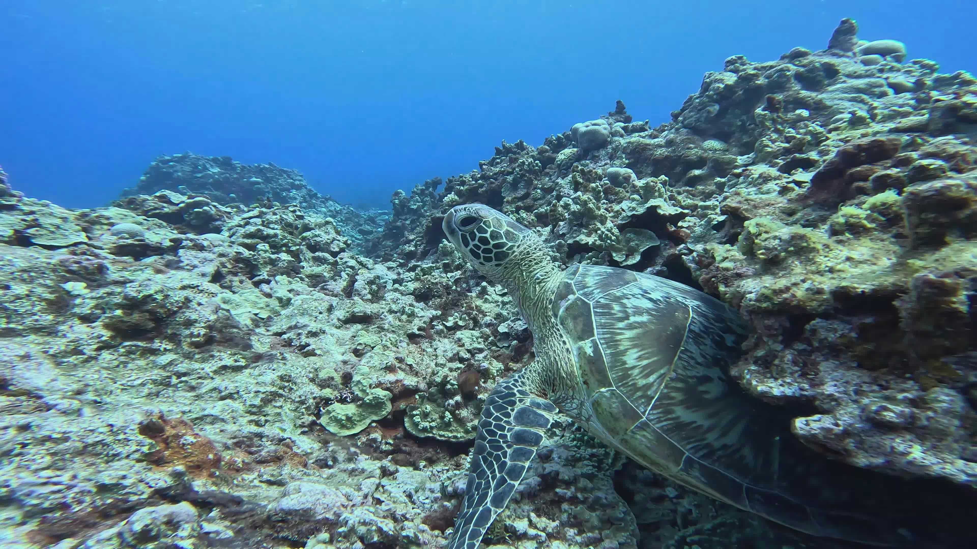 Sea Turtle Gliding Over Vibrant Coral Reef Free Stock Video Footage ...