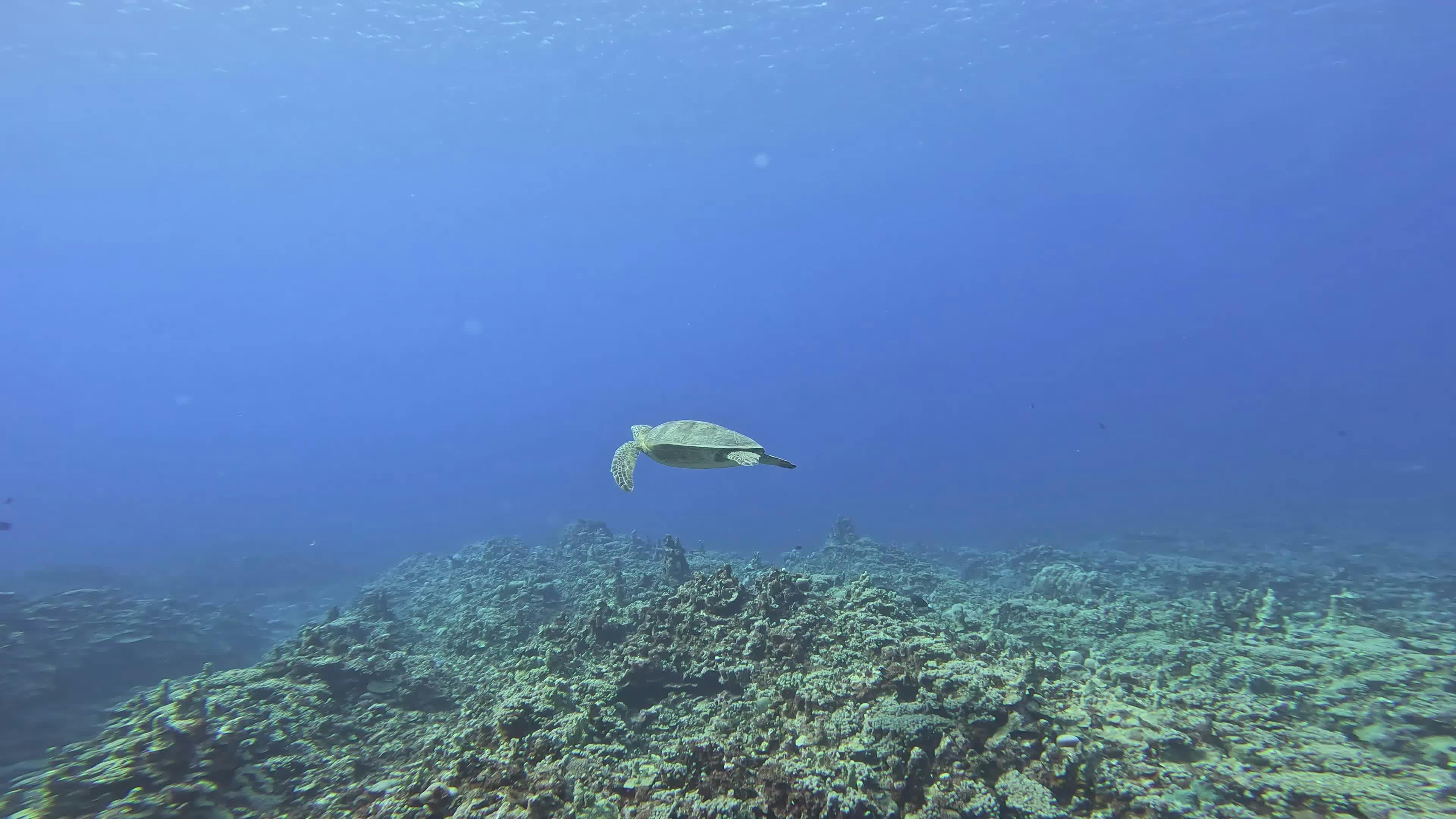 Tranquil Underwater Turtle Amid Coral Reefs Free Stock Video Footage ...