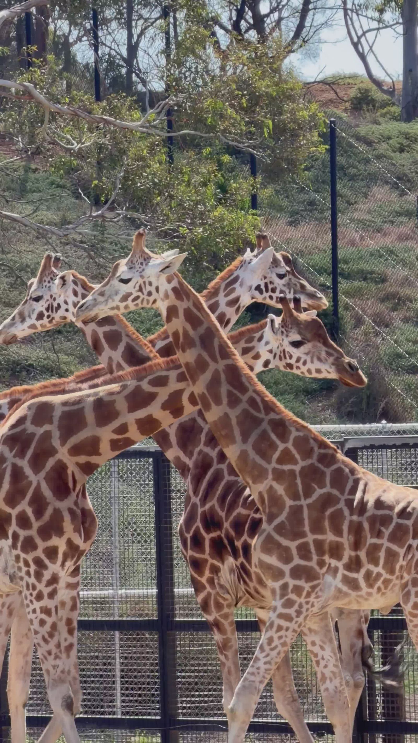 Animal Zoo Videos, Download The BEST Free 4k Stock Video Footage ...