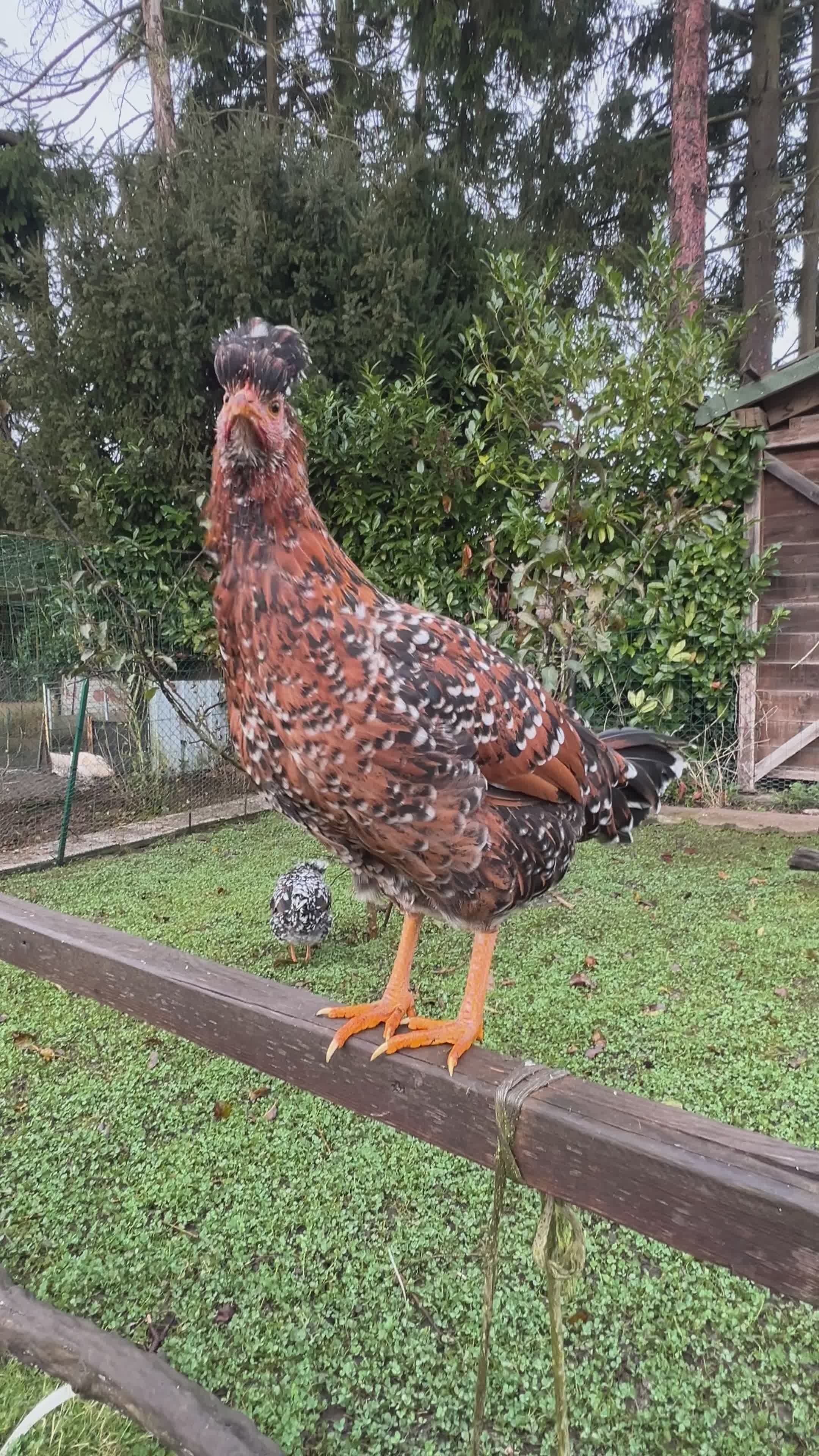 Charming Hen in a Rural Farmyard Setting Free Stock Video Footage ...