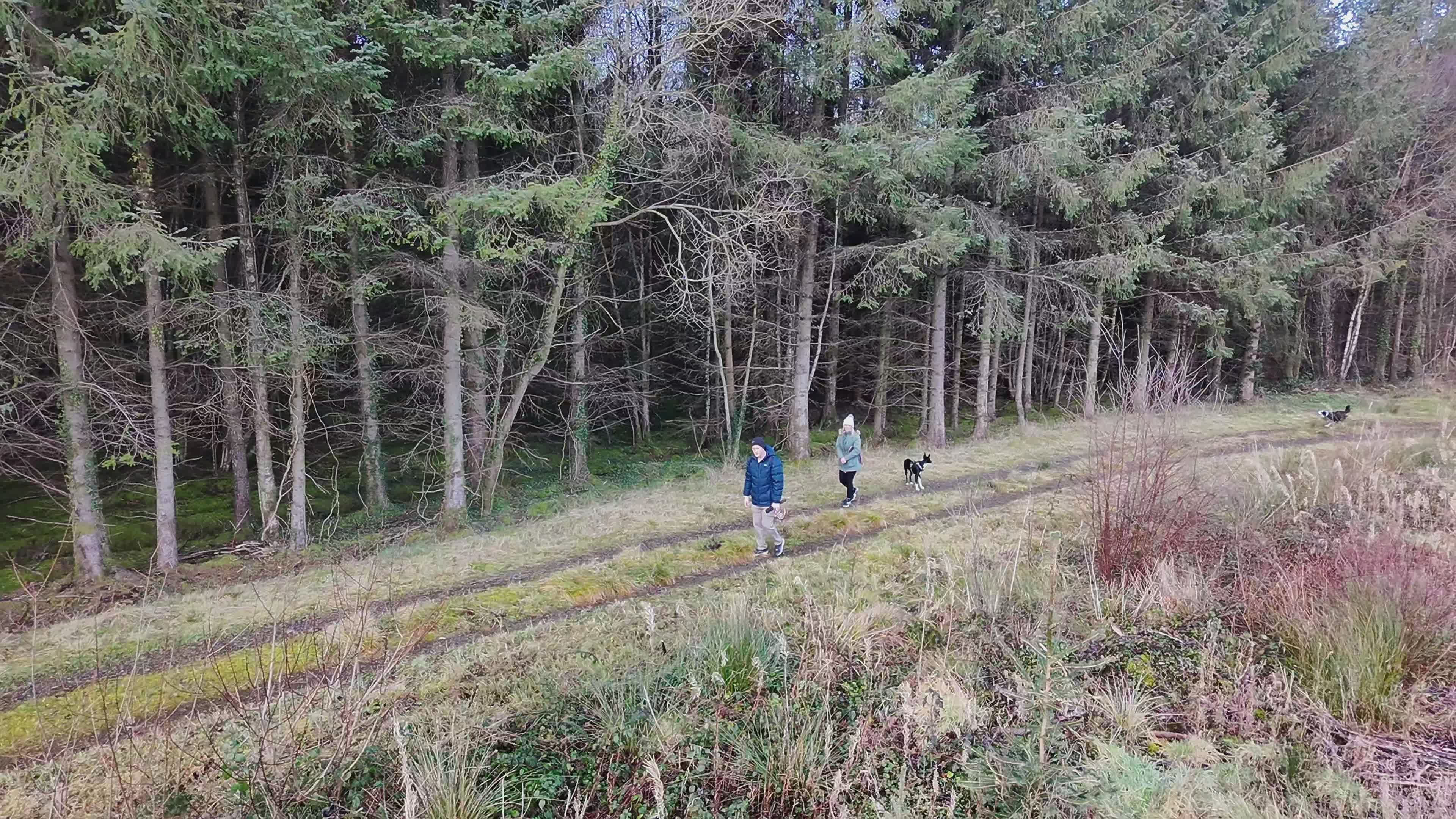 Relaxing Forest Walk with Dogs in Autumn Free Stock Video Footage ...