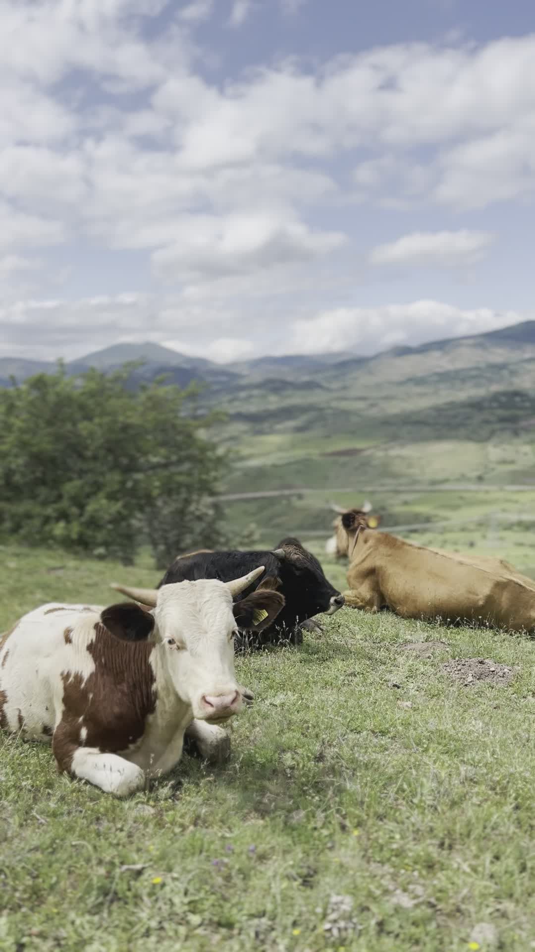 Milking Cows Videos, Download The BEST Free 4k Stock Video Footage ...