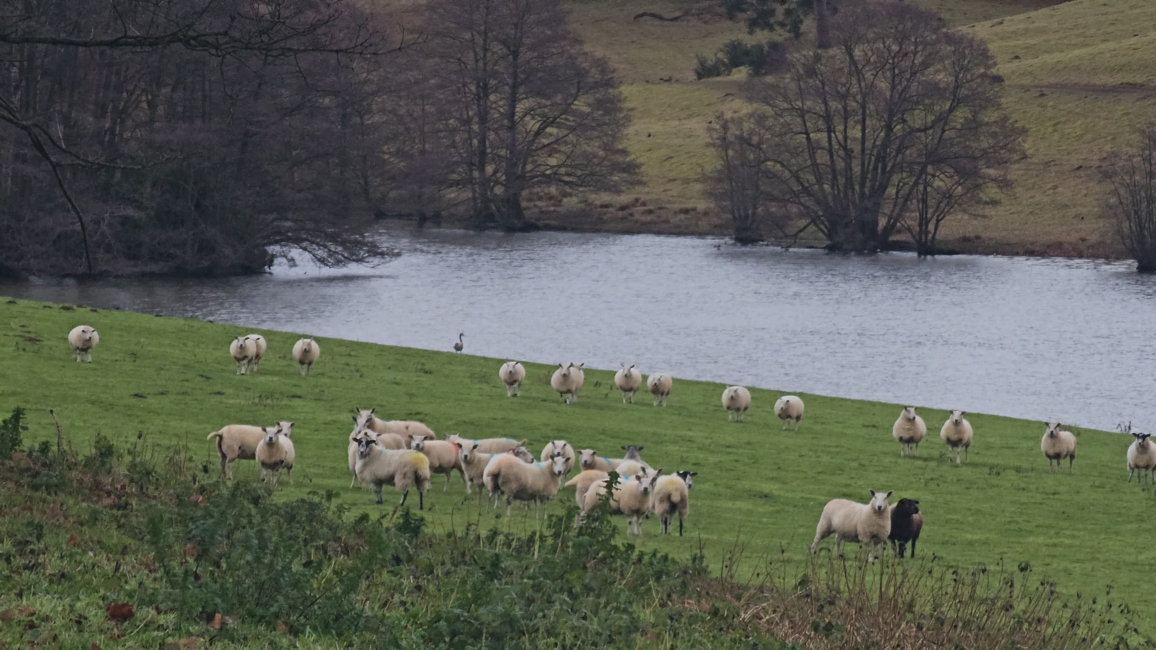 Somali Sheep Videos, Download The BEST Free 4k Stock Video Footage ...