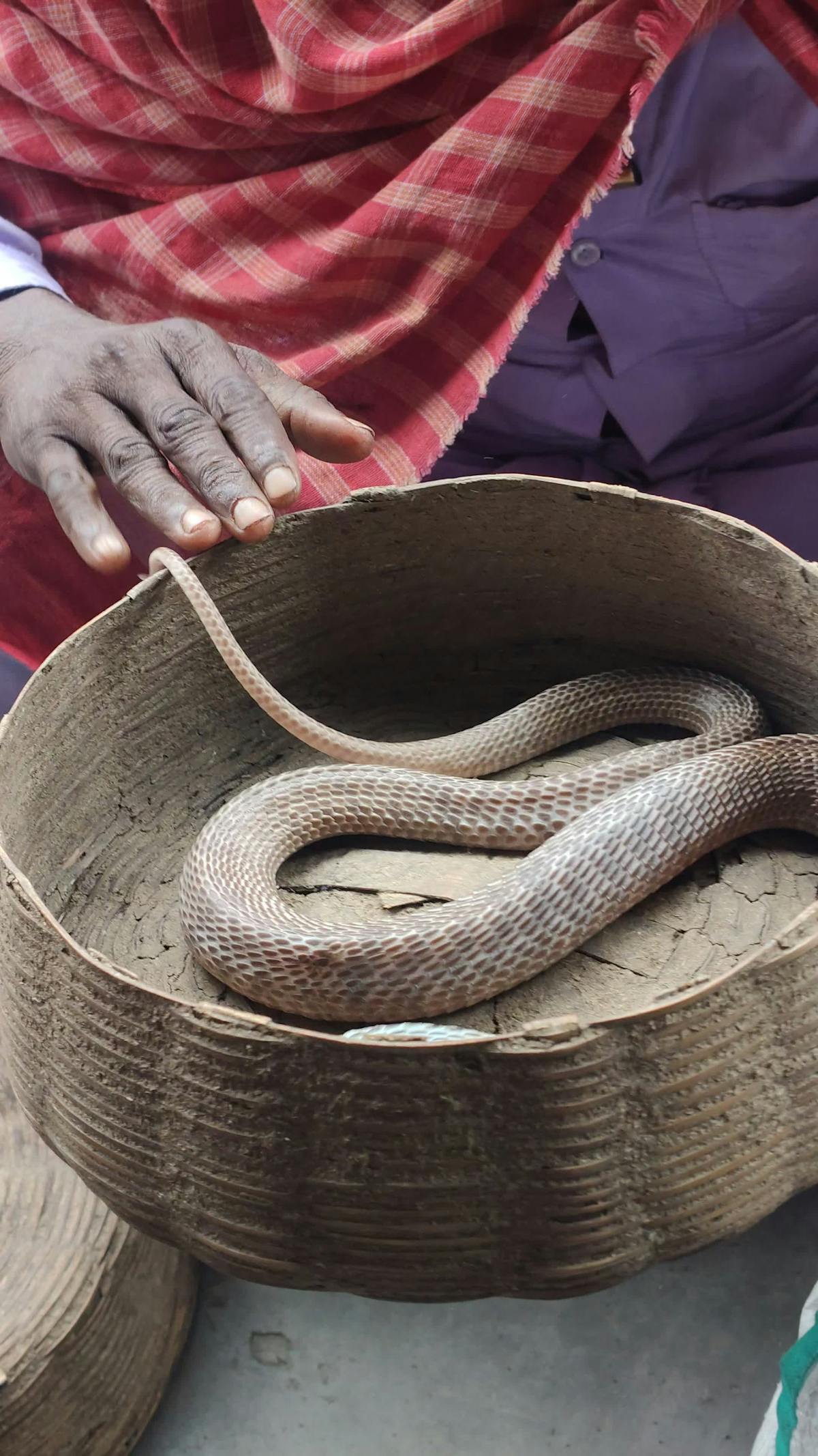 Animated Snake Videos, Download The BEST Free 4k Stock Video Footage ...