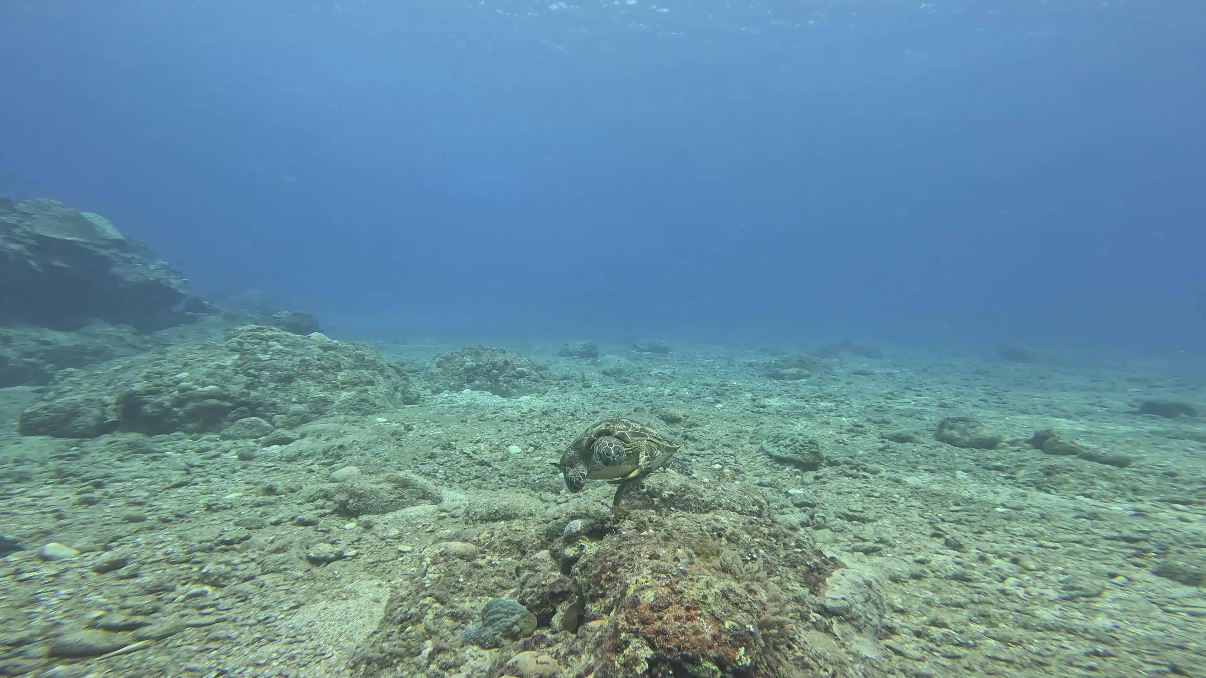Turtle Glides Over Vibrant Coral Reefs Free Stock Video Footage ...
