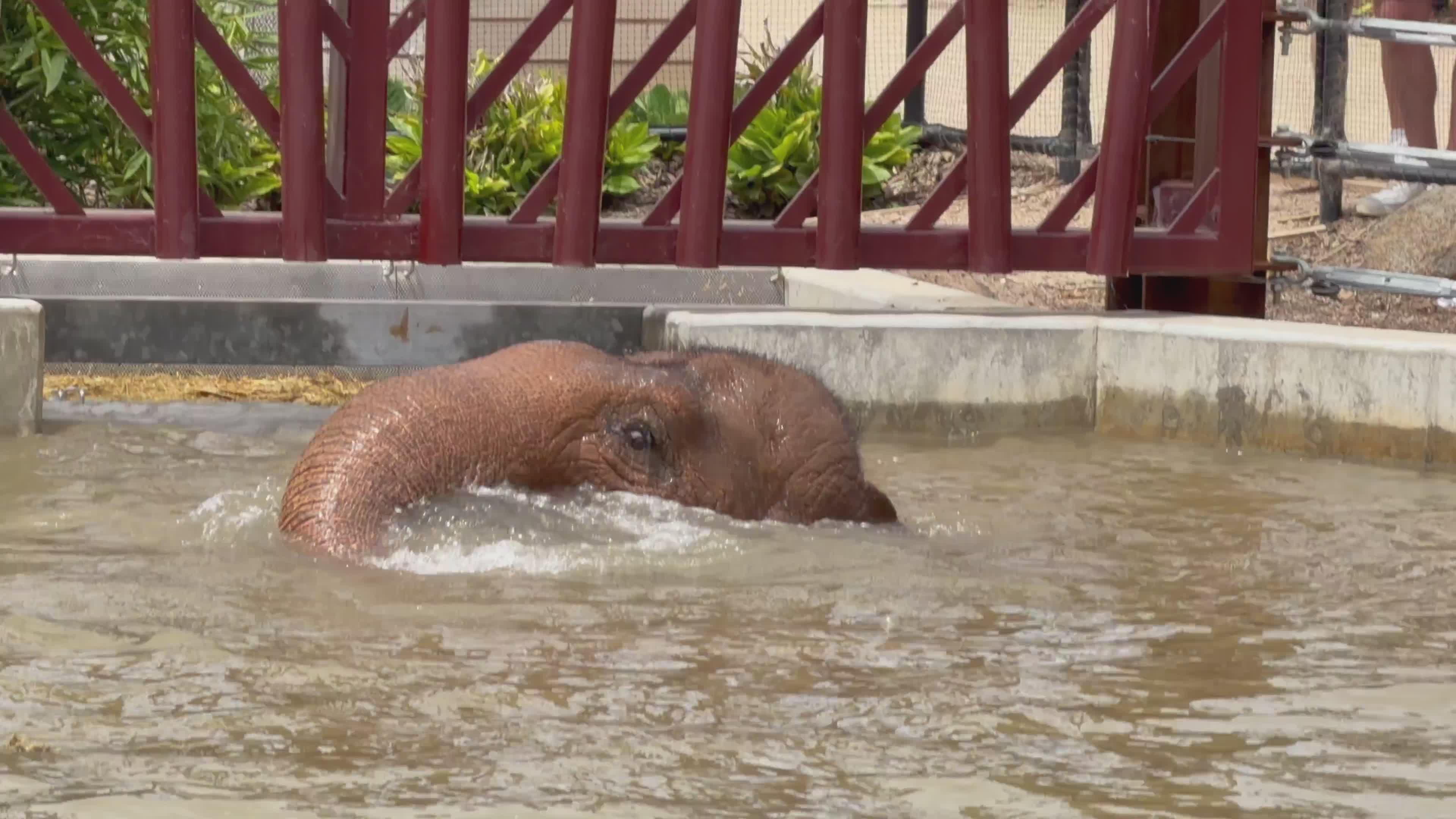 The Crying Of The Elephant Videos, Download The BEST Free 4k Stock ...