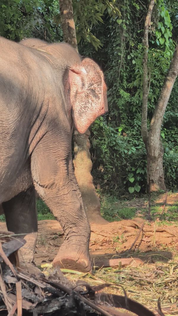 Elephant Pooping Videos, Download The BEST Free 4k Stock Video Footage ...
