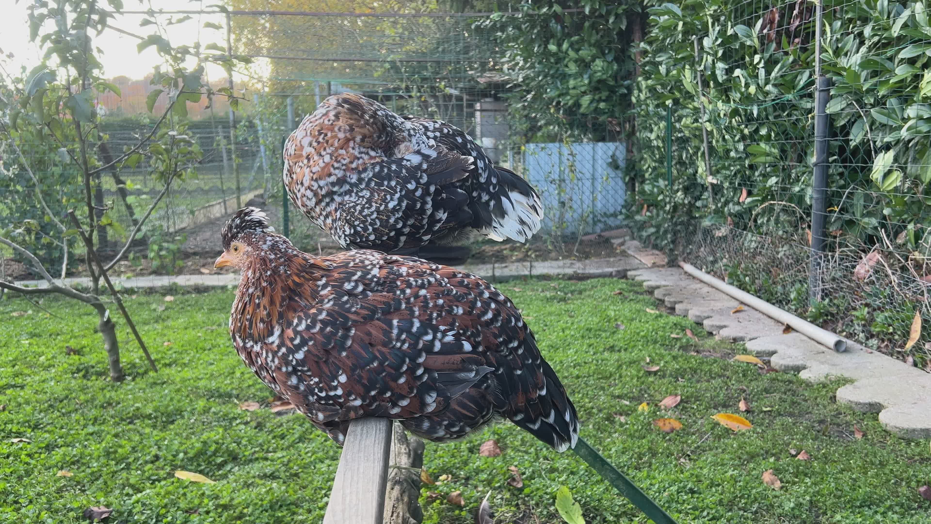 Serene Hens Resting in Rural Chicken Coop Free Stock Video Footage ...