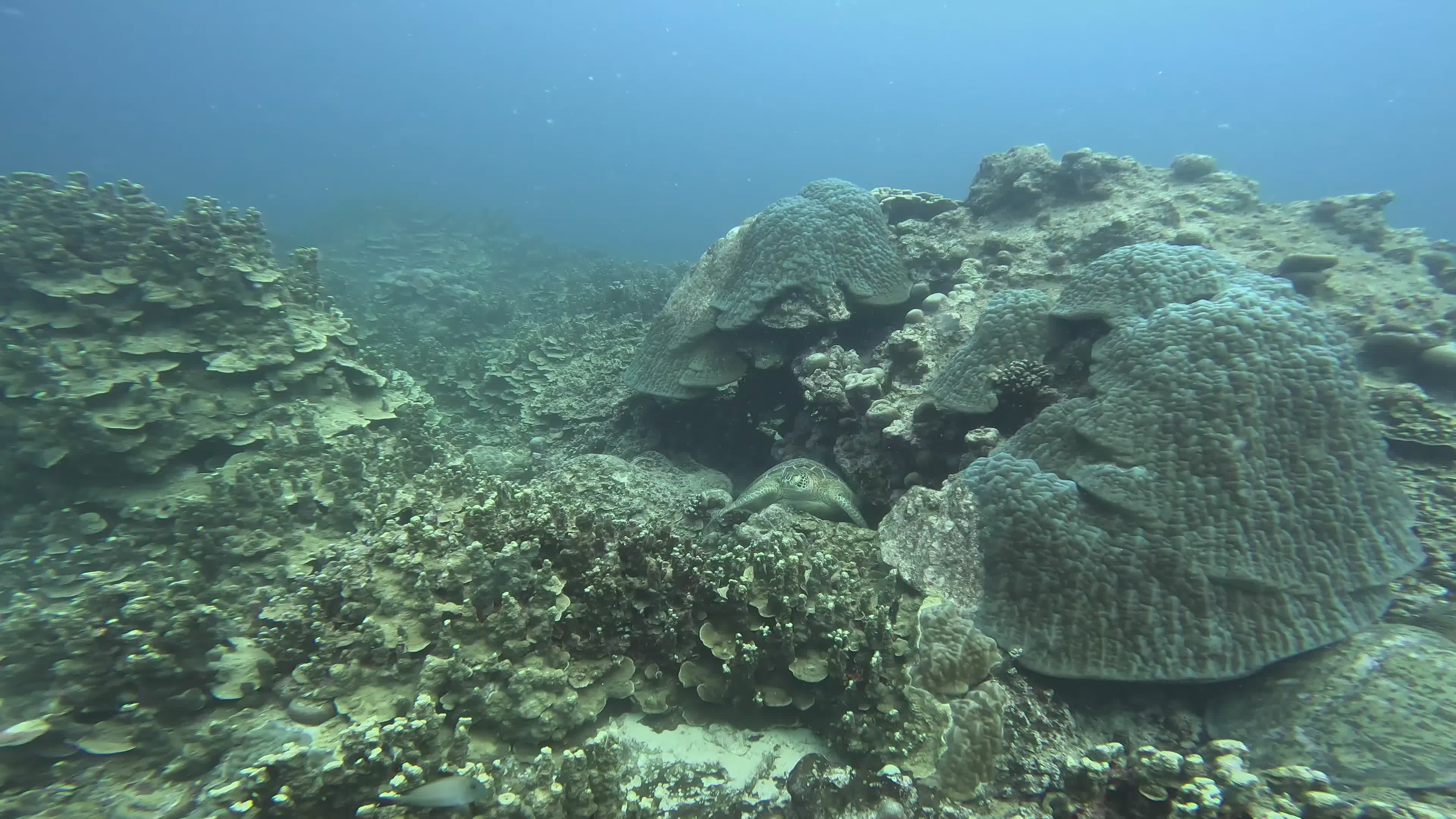 Explore the Vibrant Underwater Coral Reefs Free Stock Video Footage ...