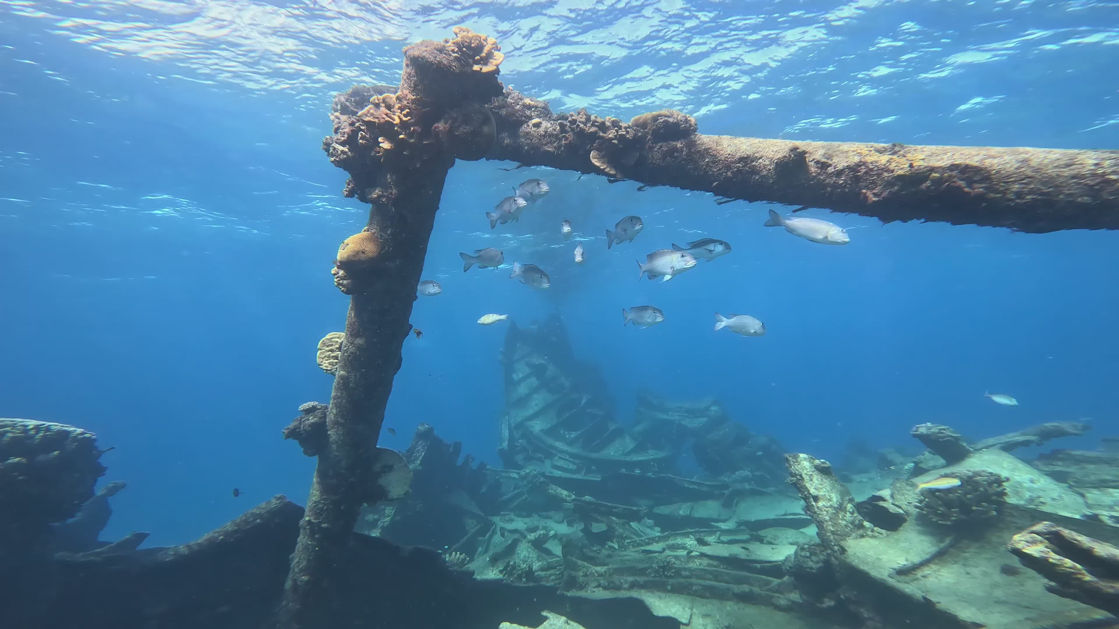 Exploring Vibrant Marine Life of Shipwreck Free Stock Video Footage ...