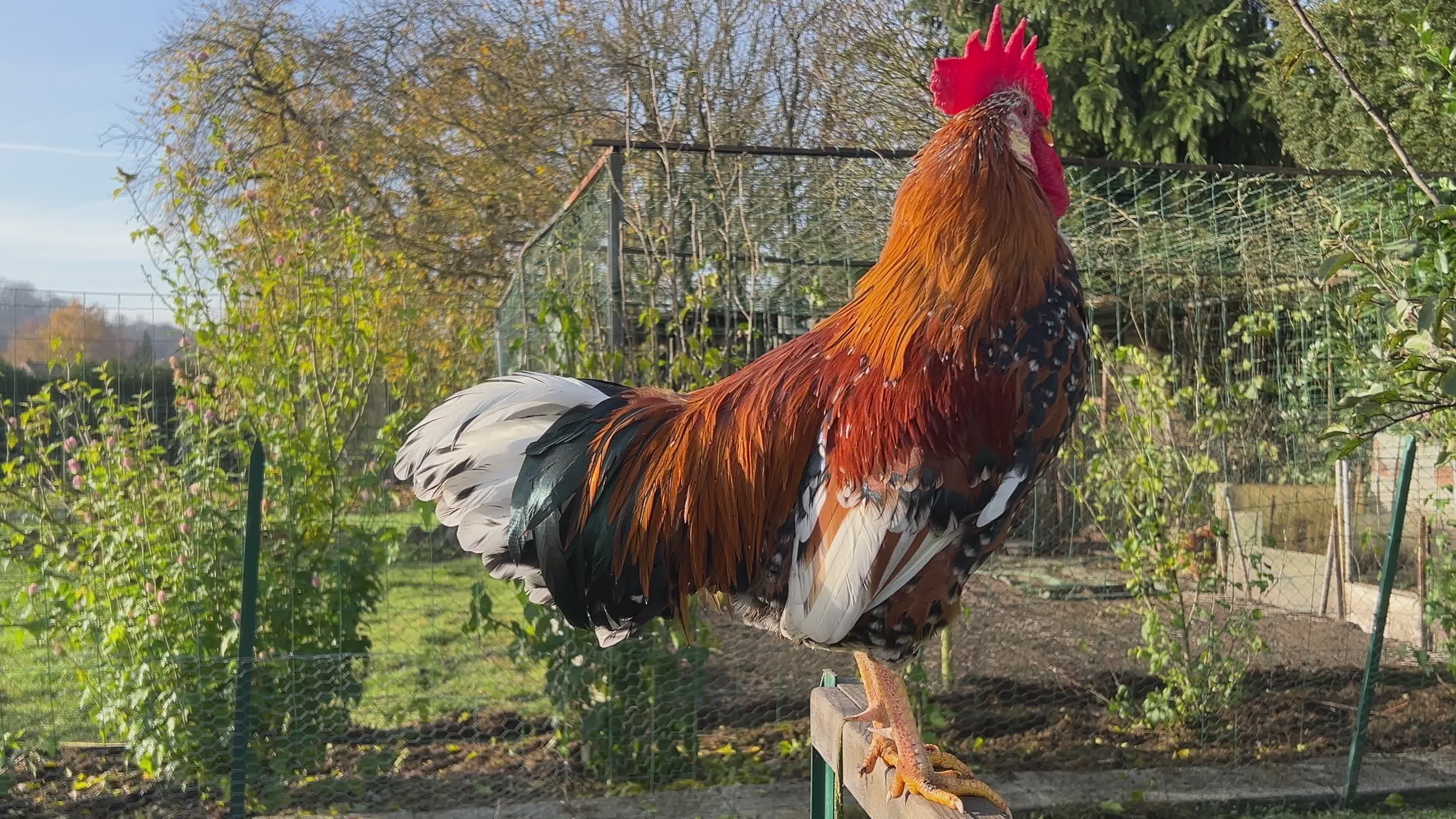 Vibrant Rooster Crowing in Rural Setting Free Stock Video Footage ...