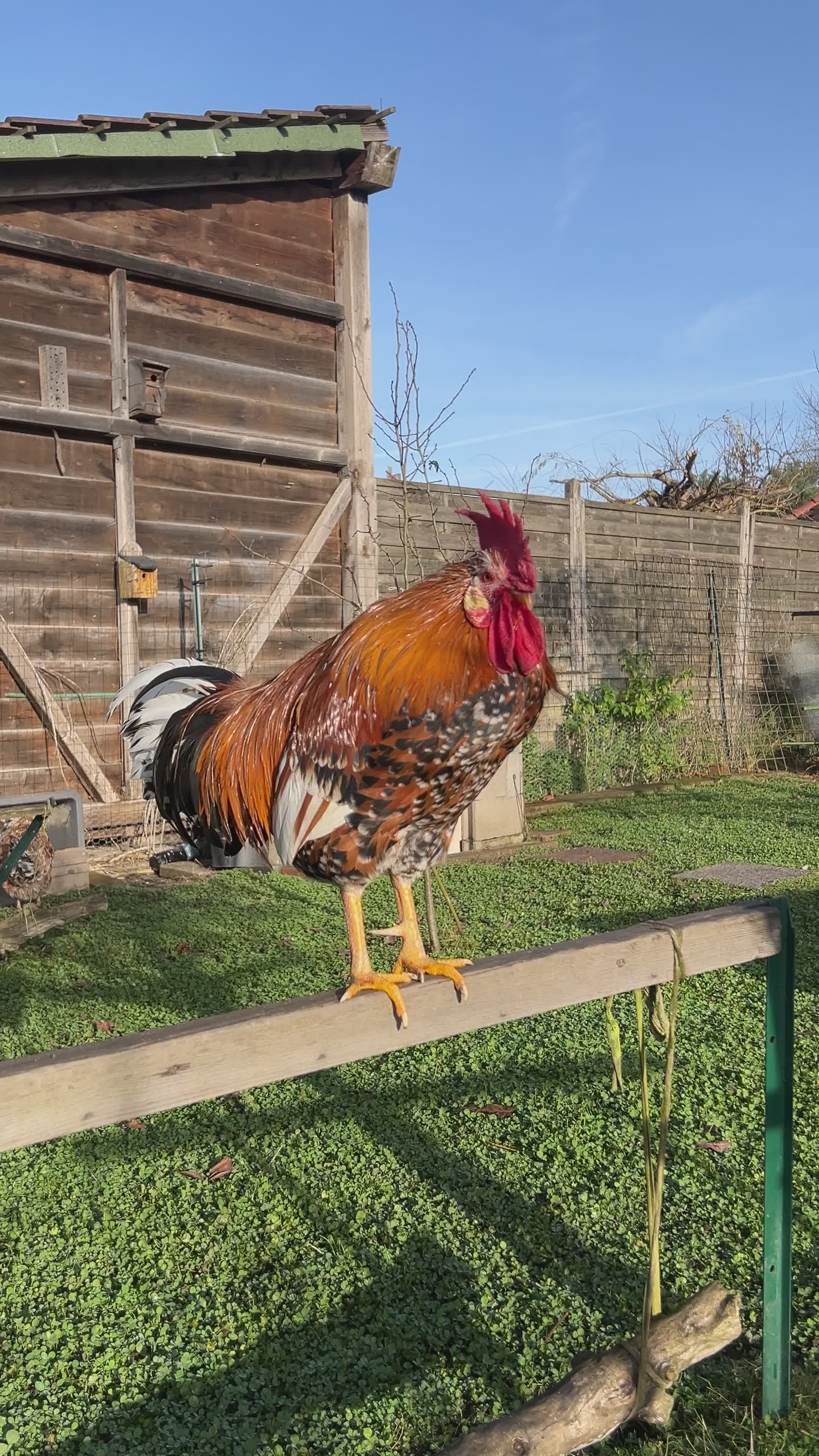 Majestic Rooster Crowing in Rural Setting Free Stock Video Footage ...