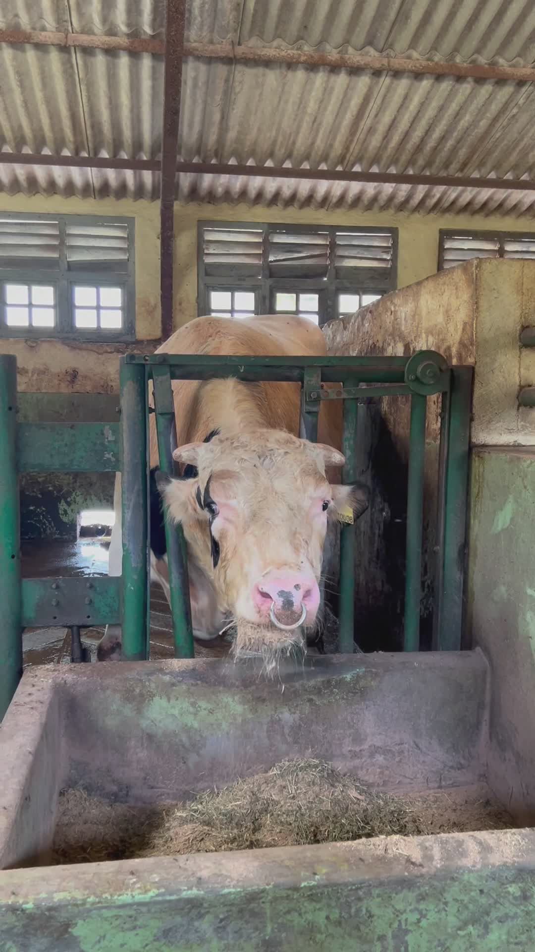 Calm Cow in Barn Eating Hay at Daytime Free Stock Video Footage ...