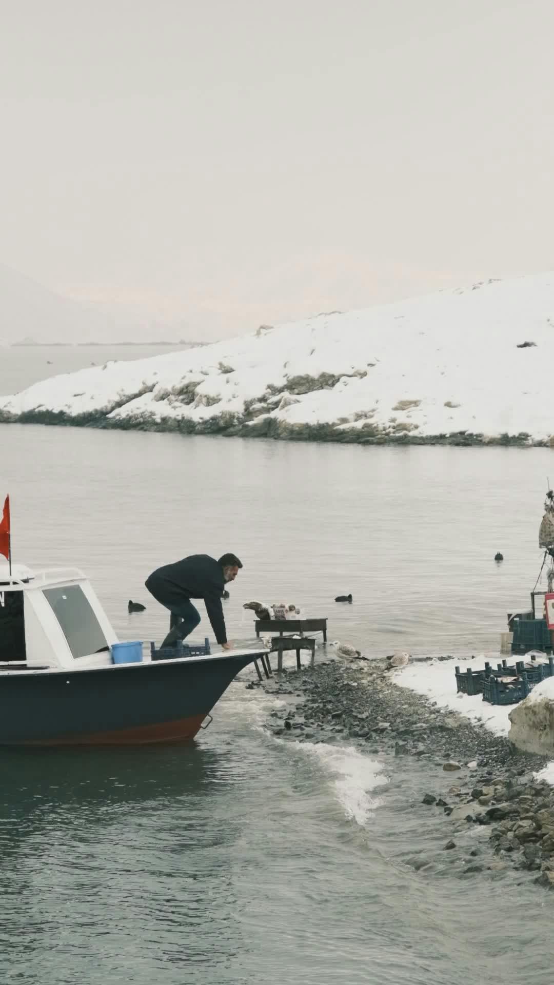 Dogs+Mating+Very+Close+Up Videos, Download The BEST Free 4k Stock Video ...