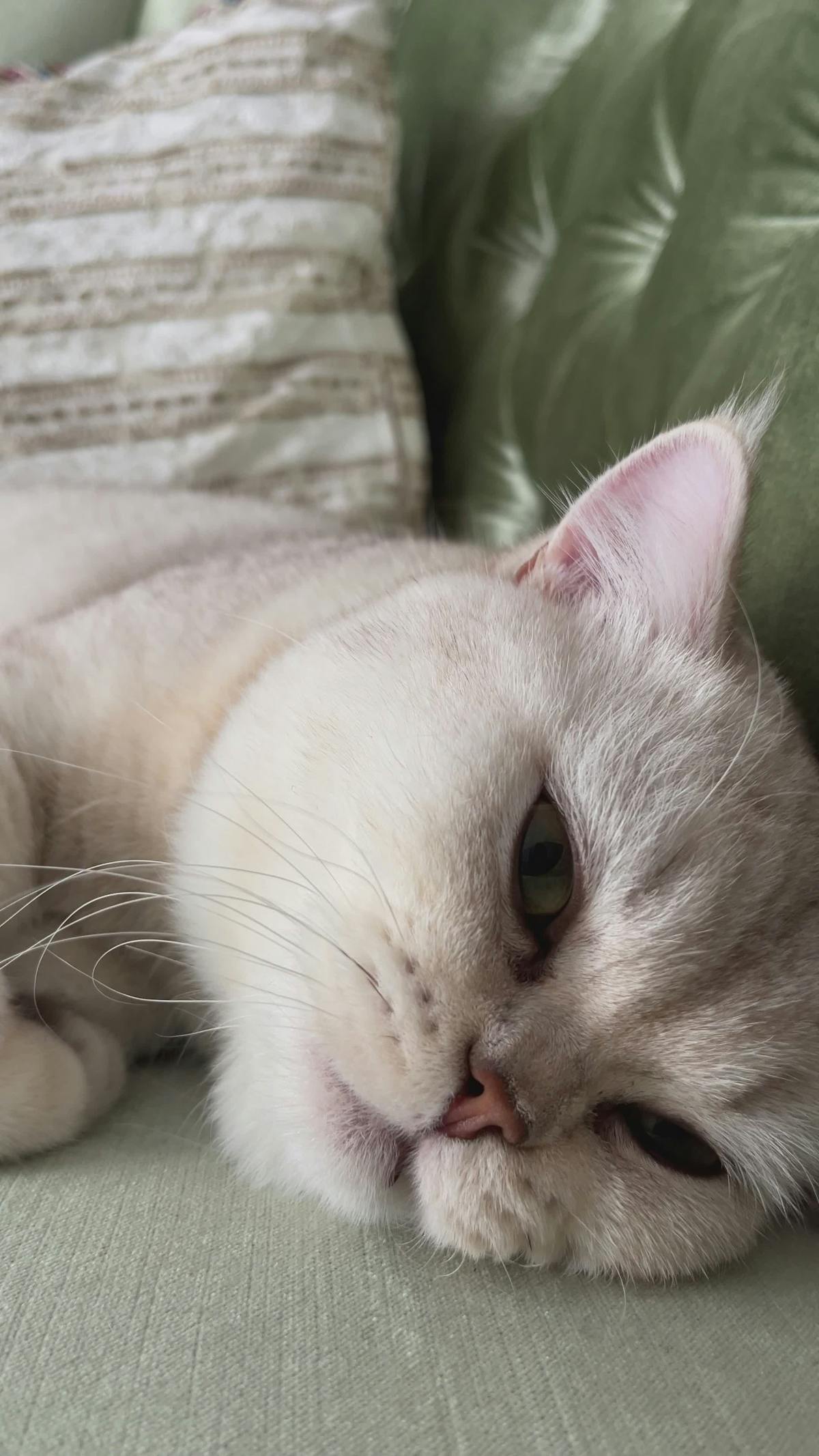 20.000+ Video Eyes Cat Terbaik · Unduh Gratis 100% · Video Stok Pexels