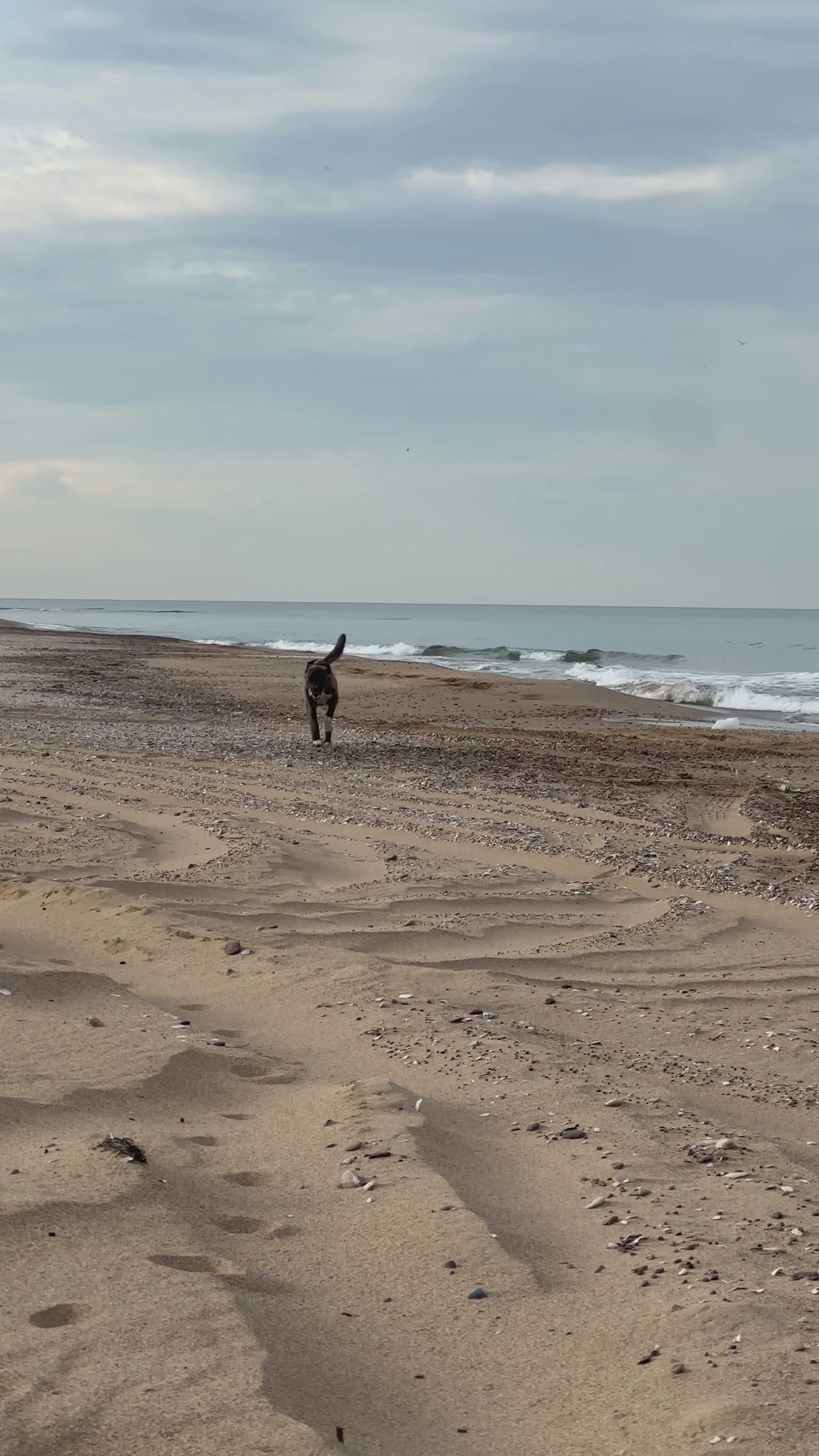 Beach+Flashing Videos, Download The BEST Free 4k Stock Video Footage & Beach+Flashing HD Video Clips