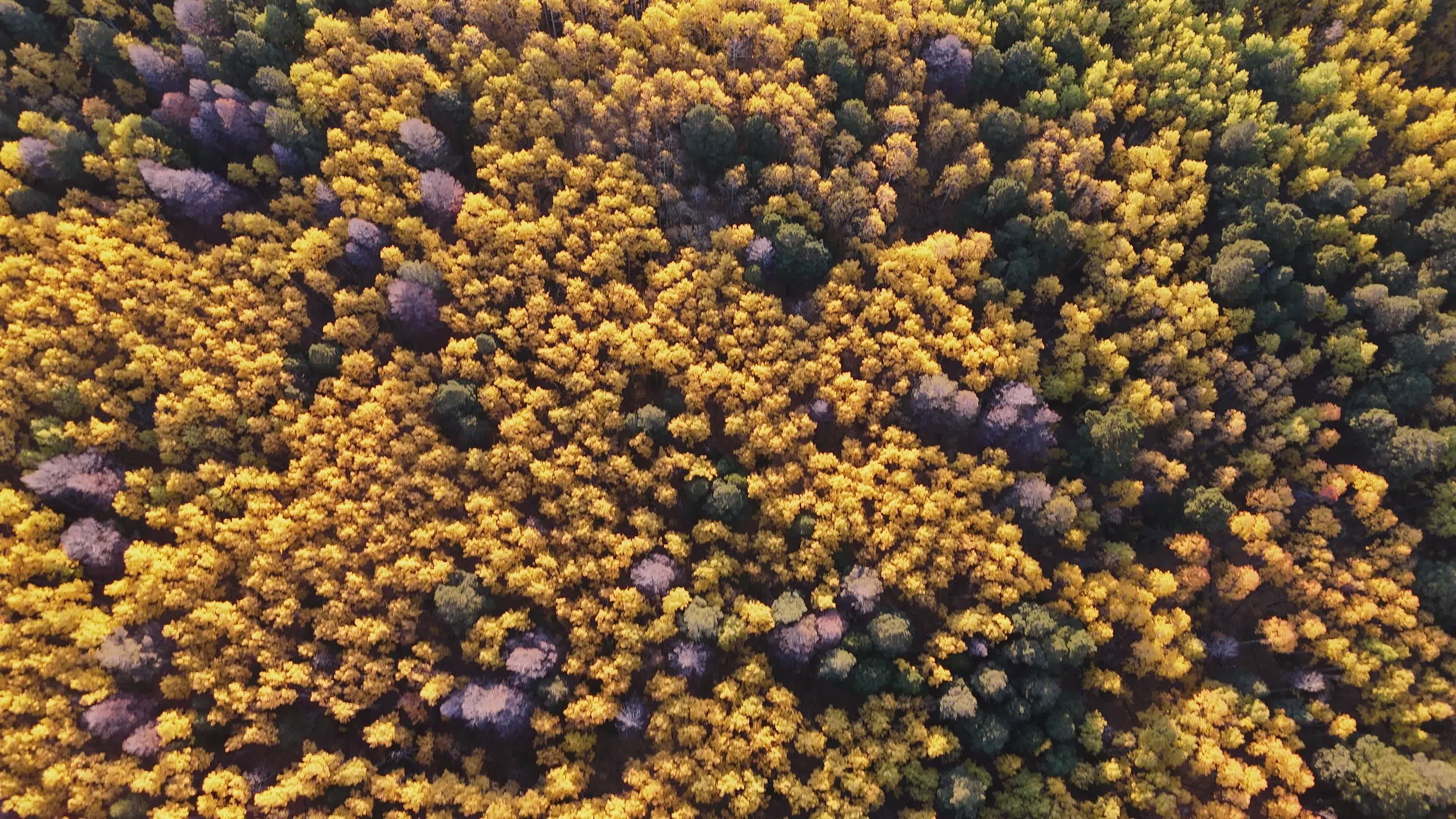 Breathtaking Aerial View of Autumn Aspens Free Stock Video Footage ...