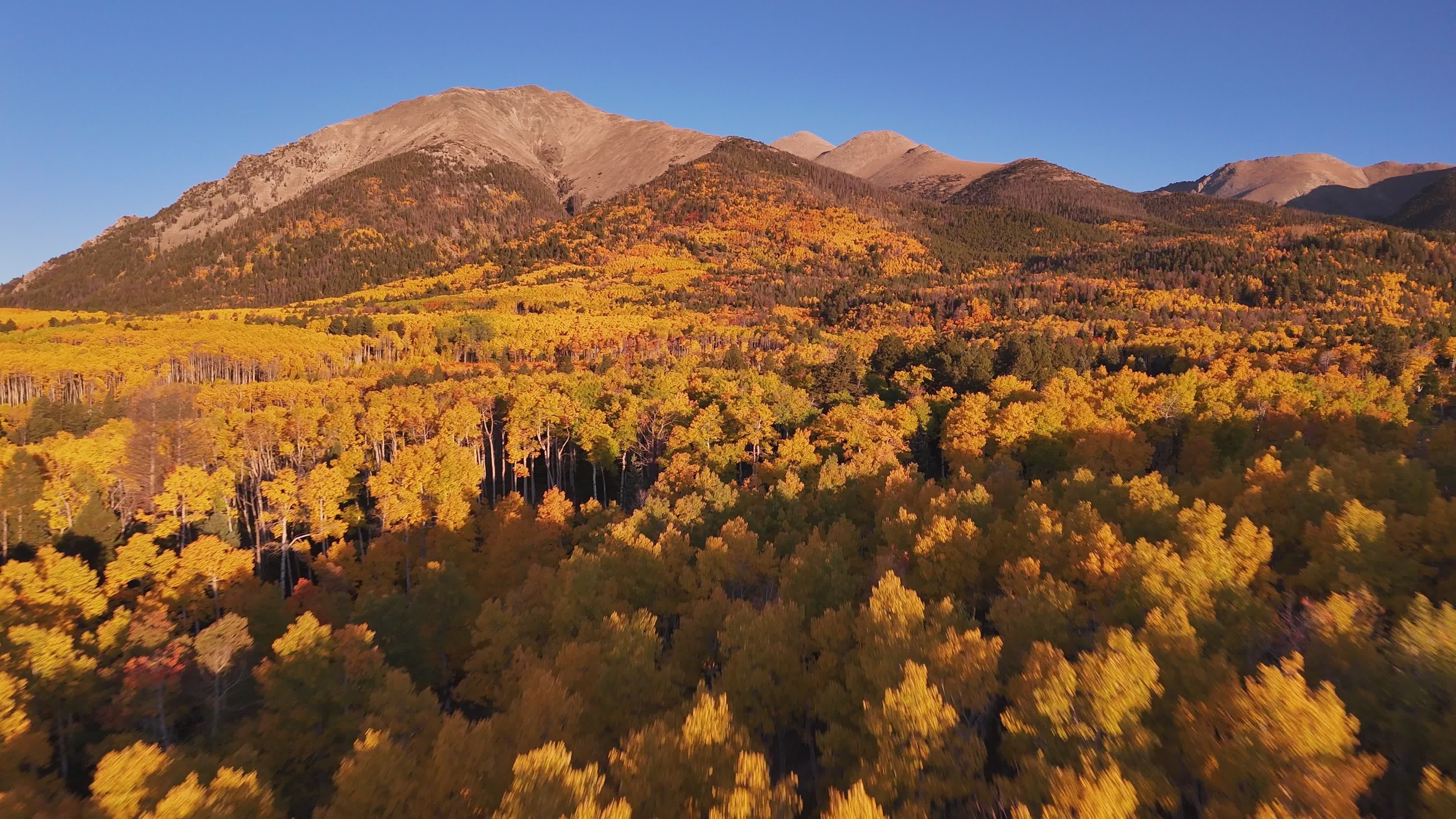 Stunning Autumn Aspen Trees in Colorado Mountains Free Stock Video ...