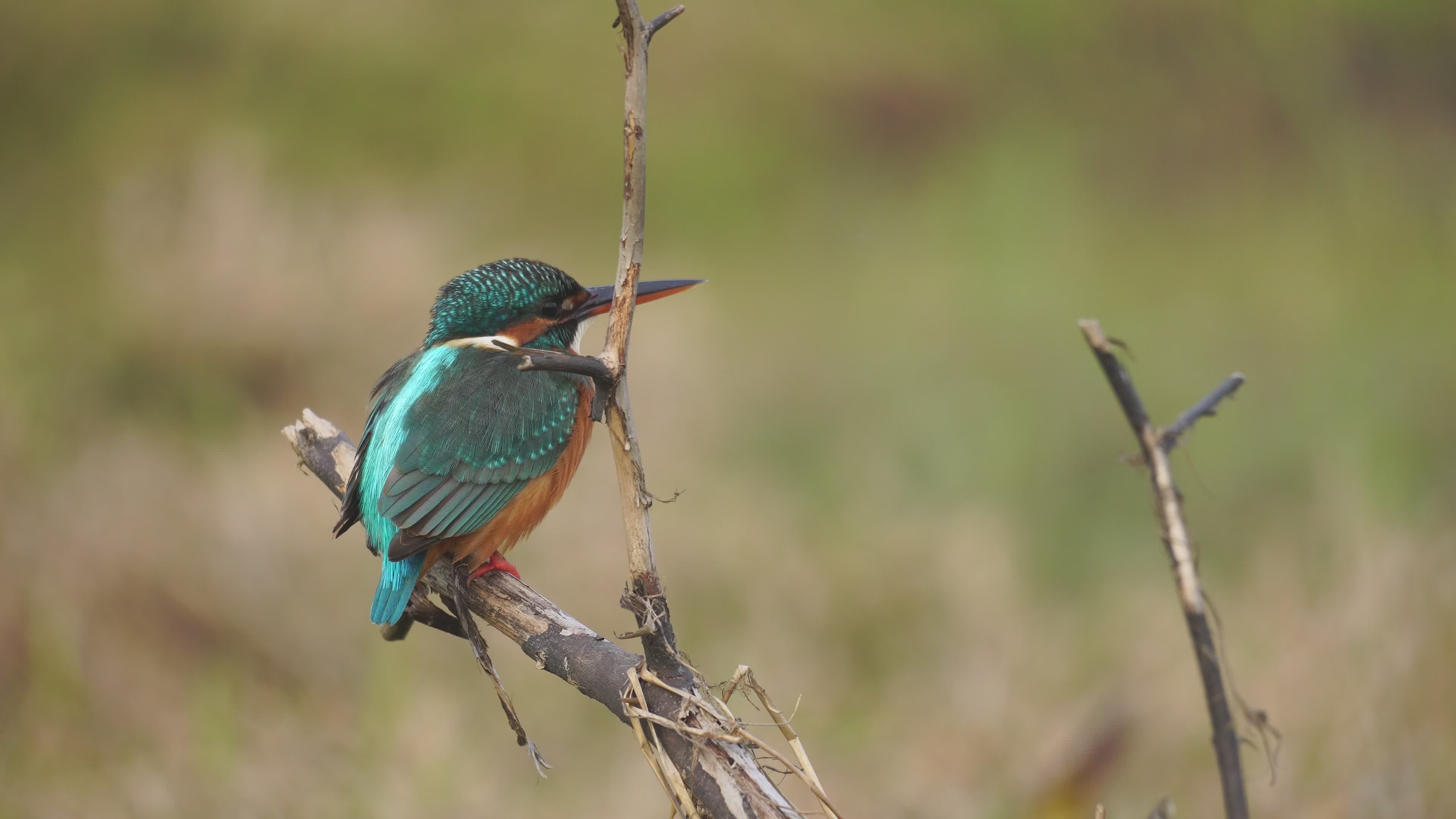 Vibrant Kingfisher on Natural Perch Free Stock Video Footage, Royalty ...
