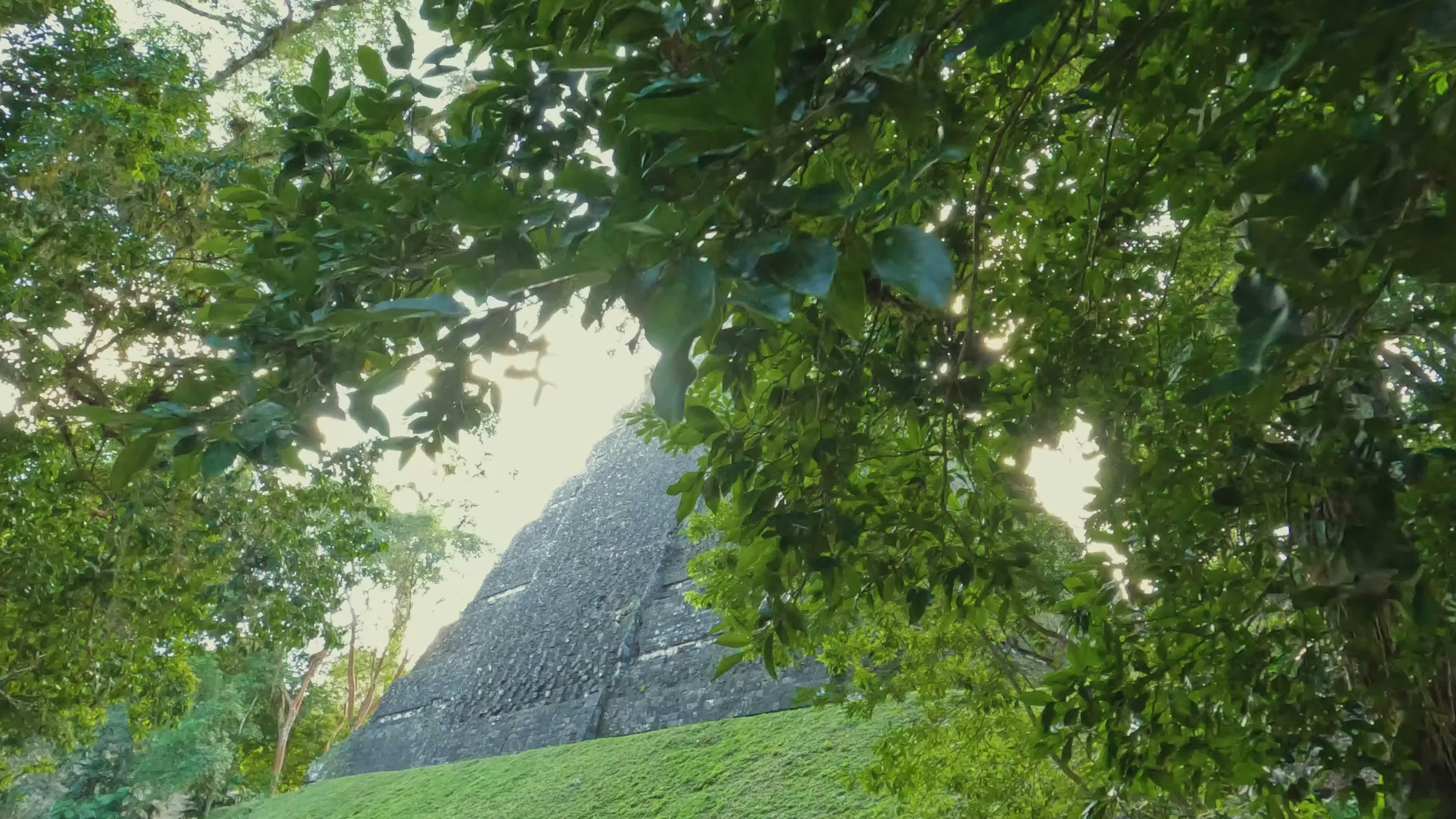 Majestuosa Pirámide Maya En La Selva De Tikal · Vídeo de stock gratuito
