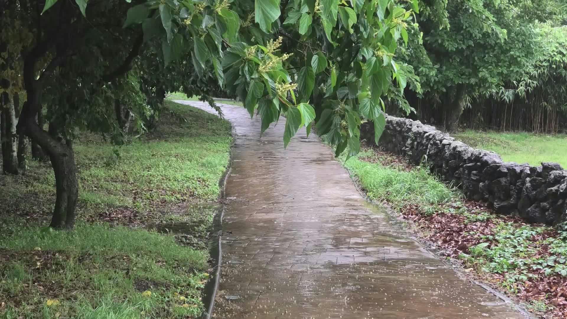 Peaceful Rainy Pathway in Nature Free Stock Video Footage, Royalty-Free ...