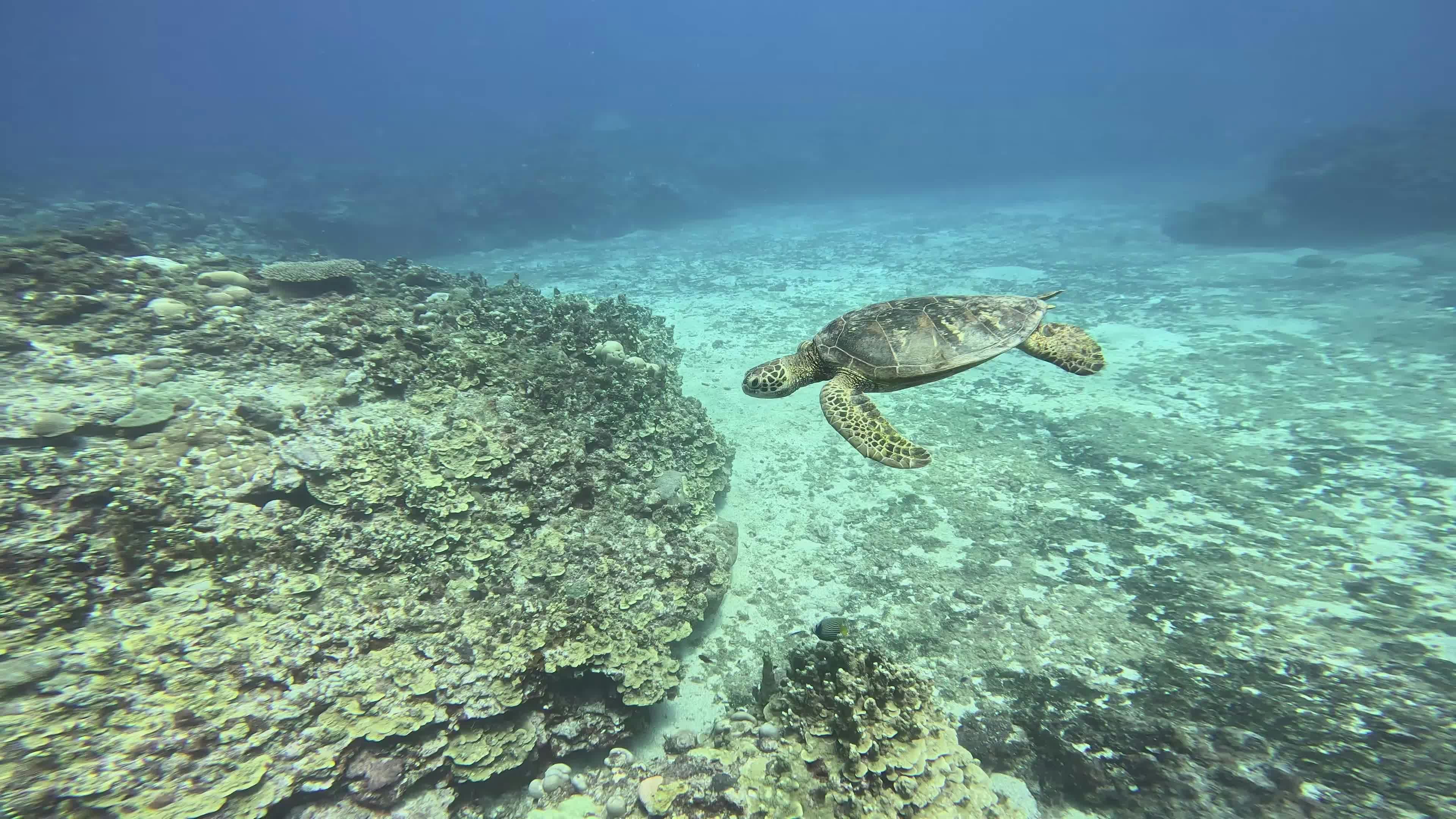 Tortuga Marina Tranquila Explorando El Arrecife De Coral · Vídeo de ...