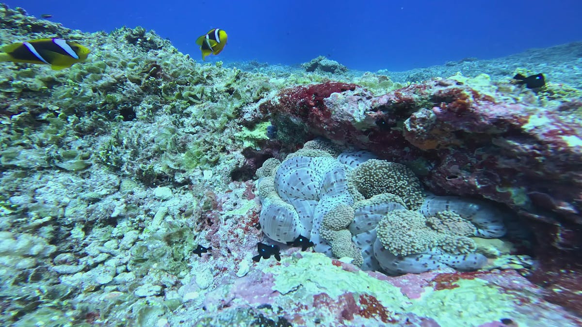 Monger+In+Asia+Full+Free Videos, Download The BEST Free 4k Stock Video ...