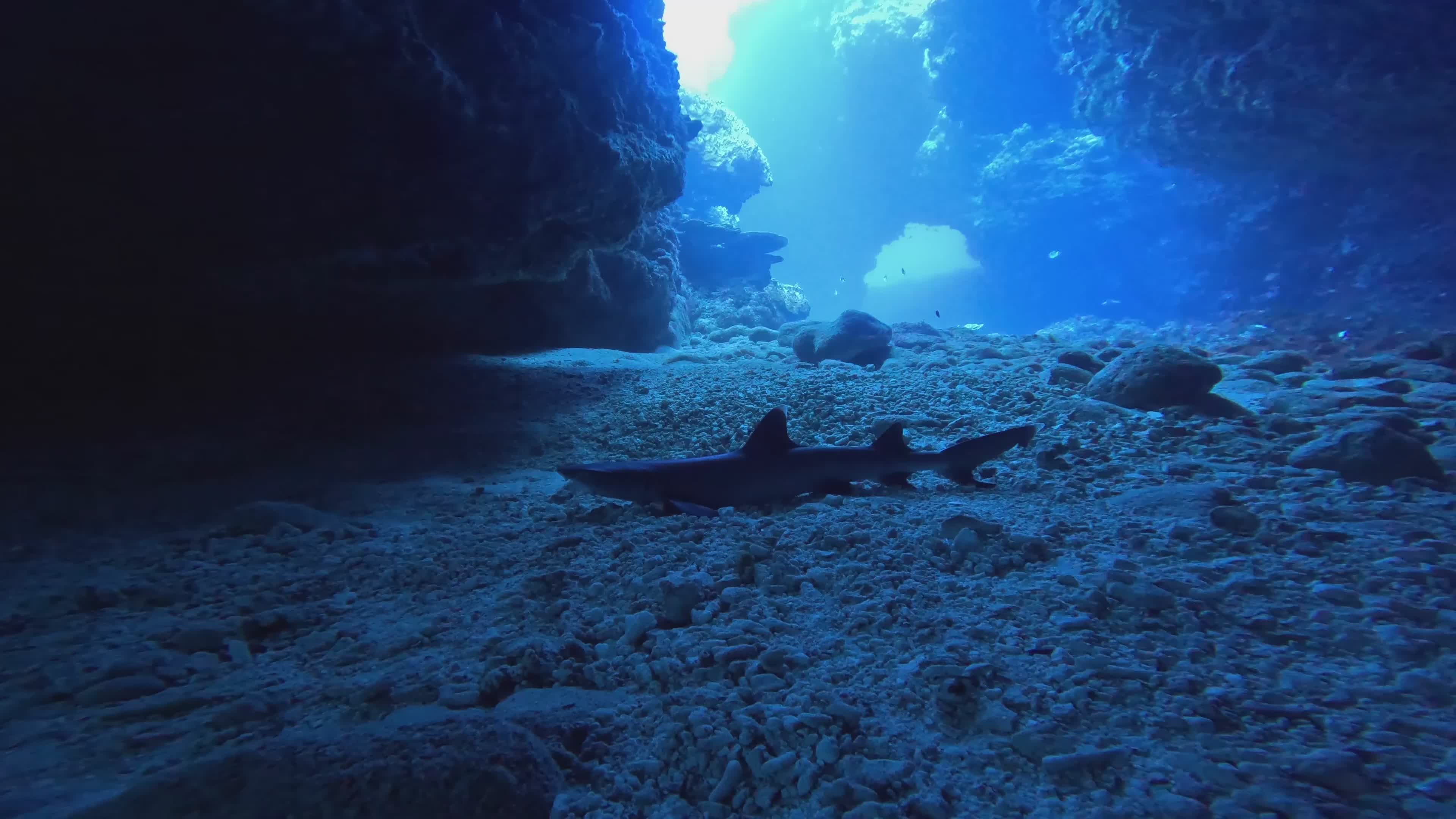 Serene Underwater Exploration with a Shark Free Stock Video Footage ...