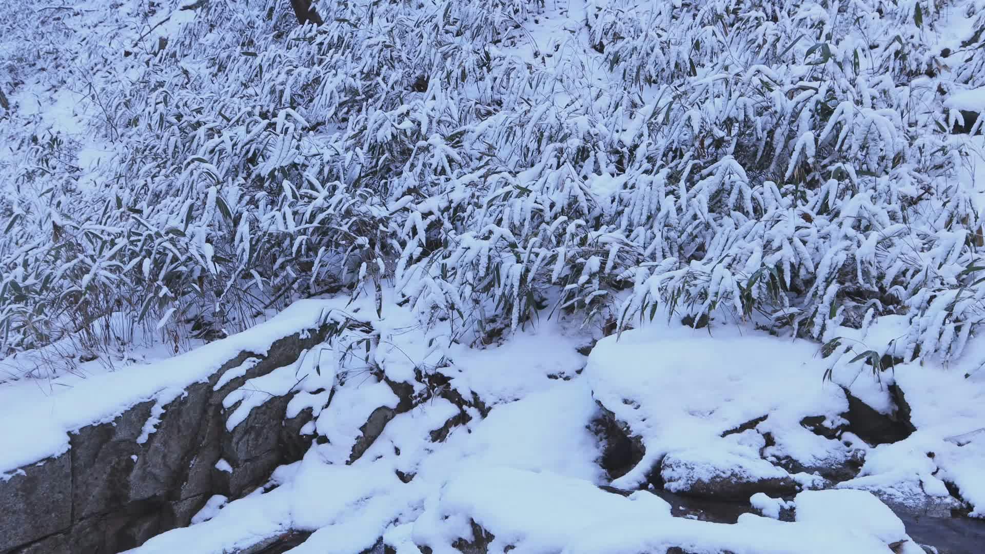 Winter Scene with Snow-Covered Bamboo Free Stock Video Footage, Royalty ...