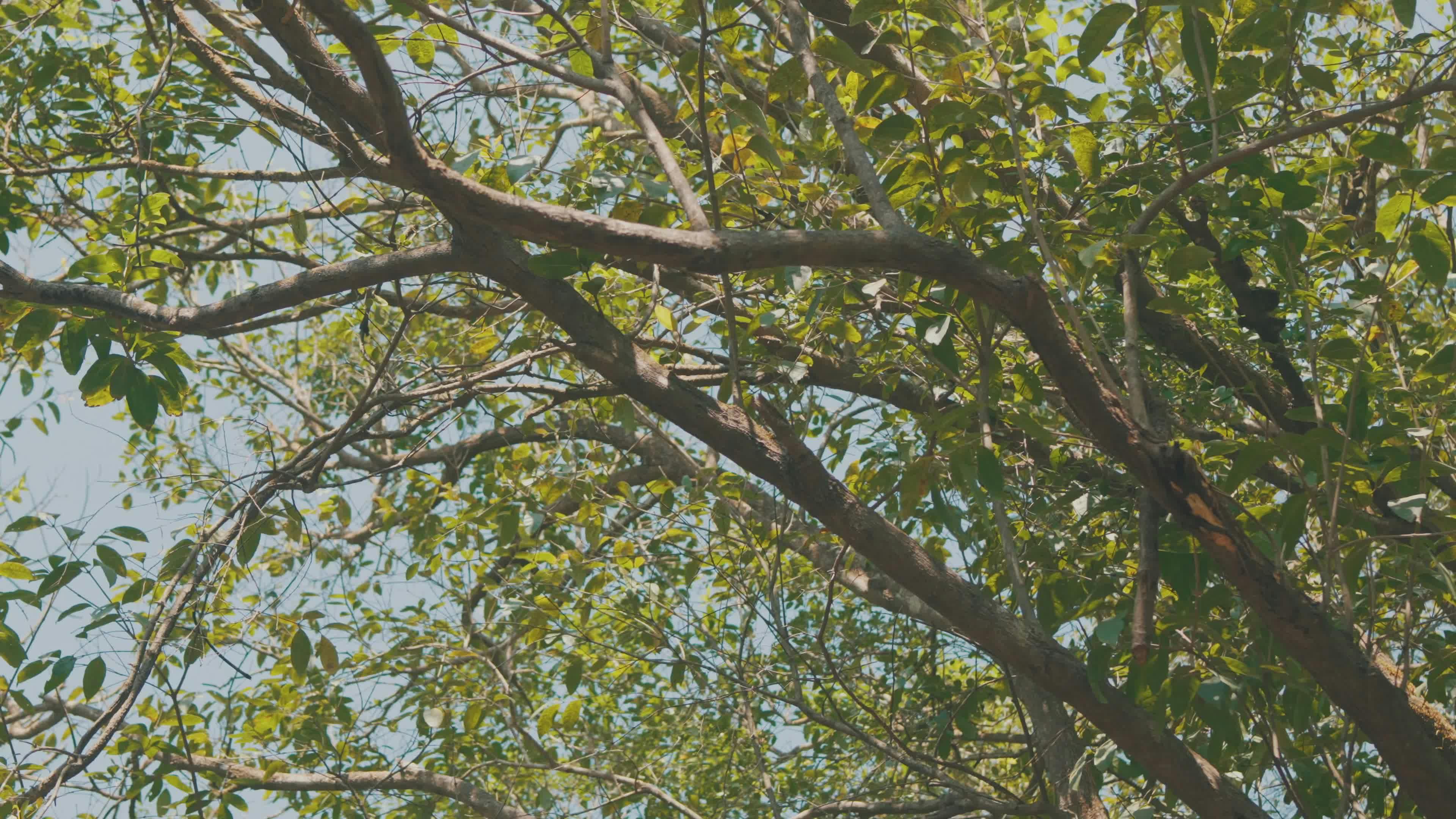 Scenic Forest Pathway with Sunlit Trees Free Stock Video Footage, Royalty-Free 4K & HD Video Clip