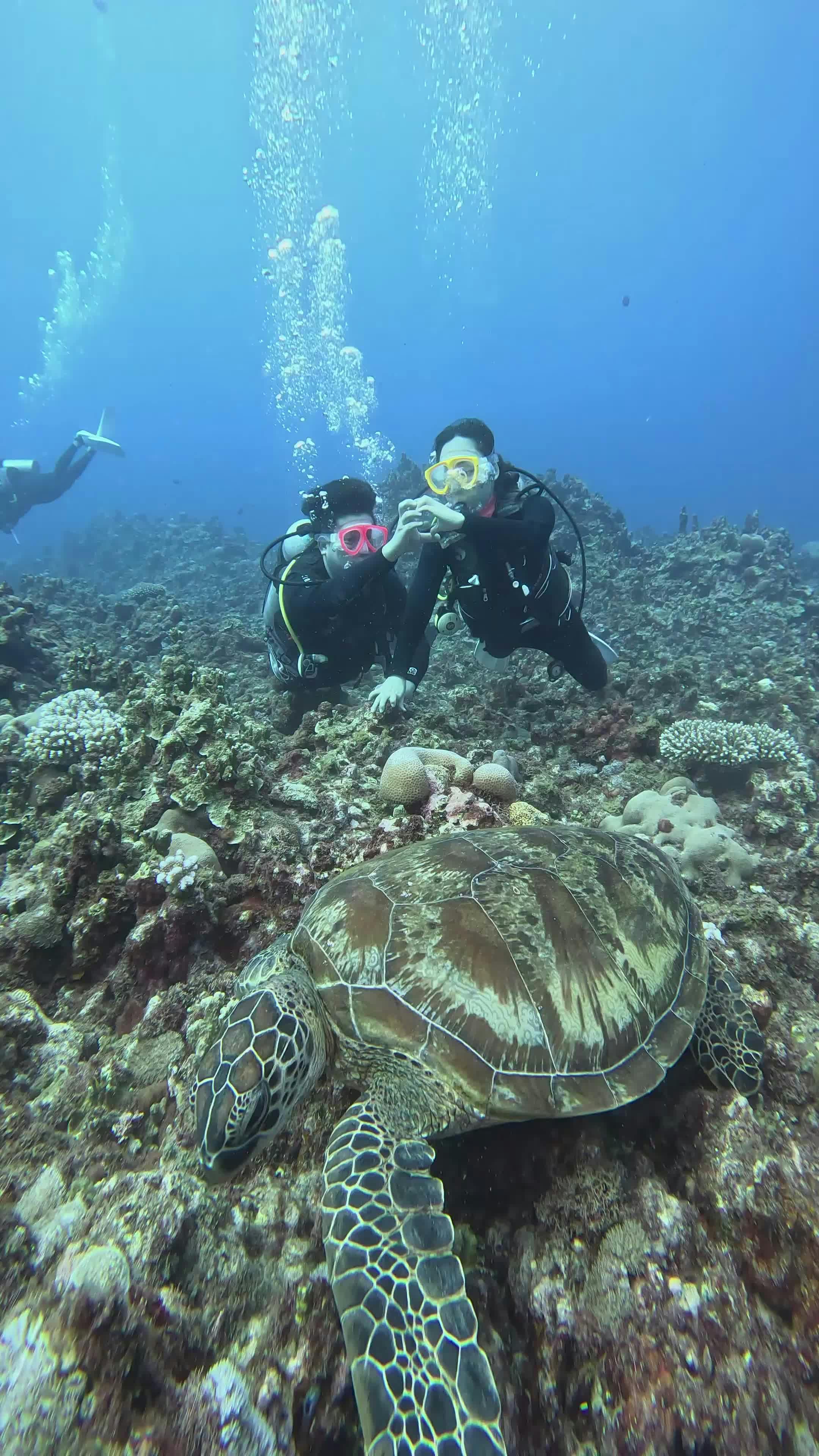 Underwater Adventure with Sea Turtles Free Stock Video Footage, Royalty ...