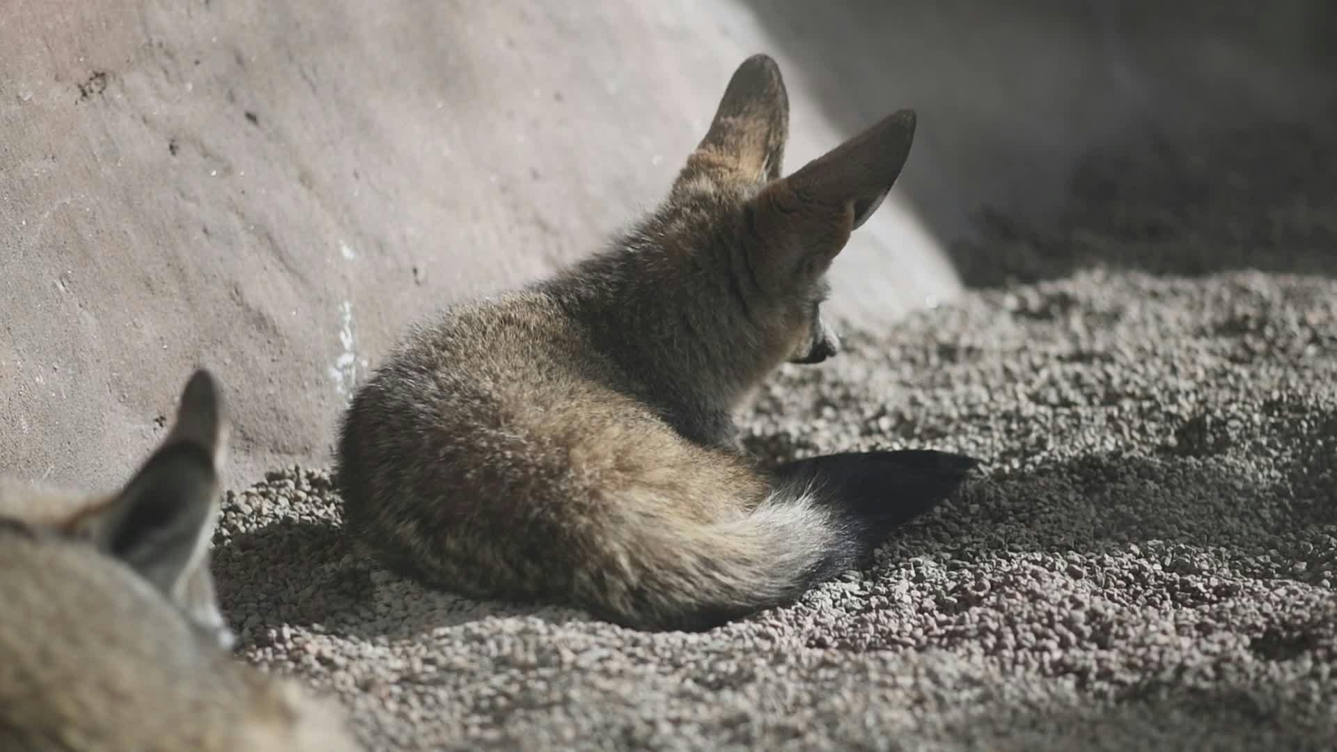 Missionary+Position+Gif Videos, Download The BEST Free 4k Stock Video ...