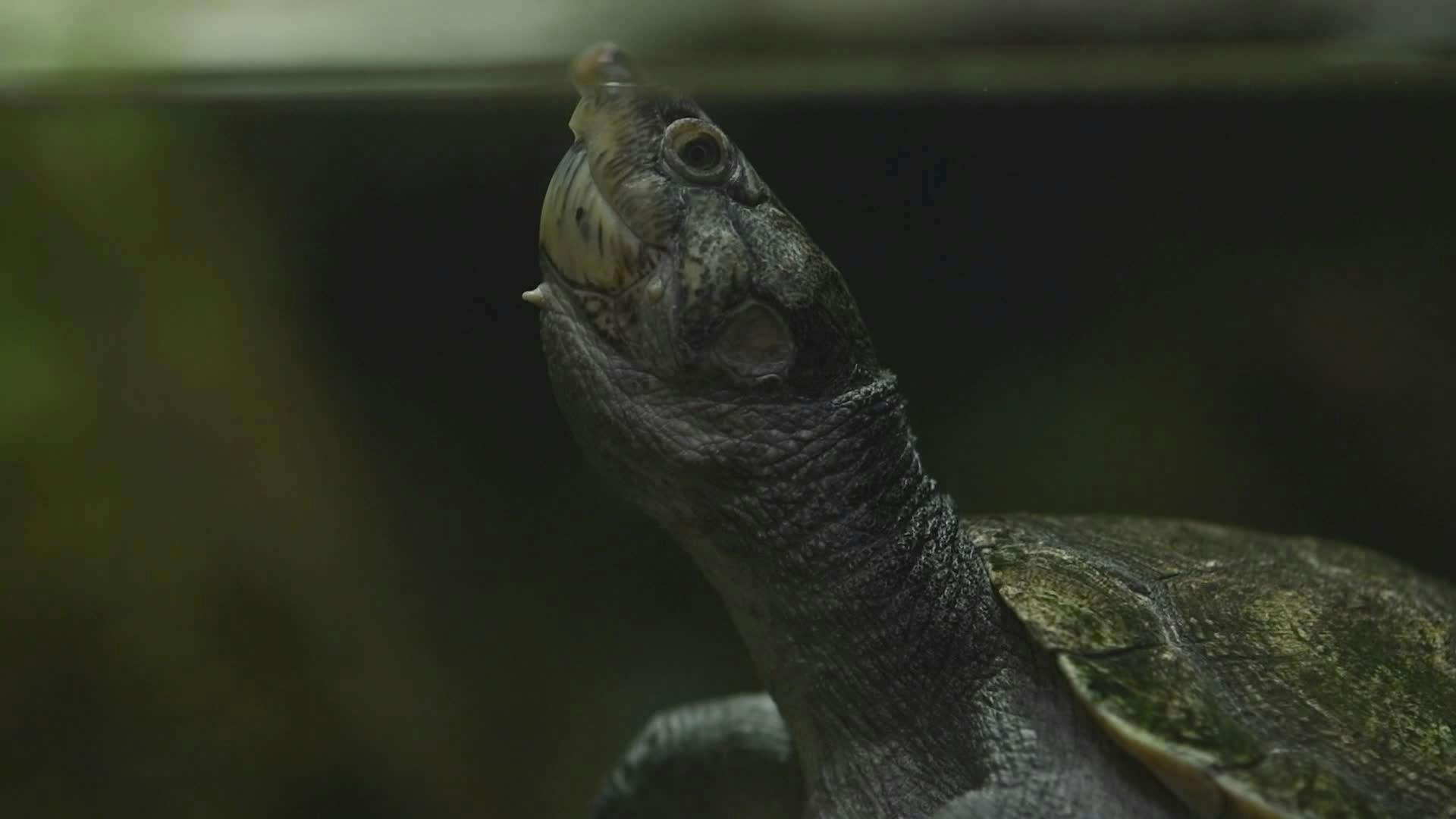Big-Headed Turtle Swimming Gracefully Underwater Free Stock Video ...