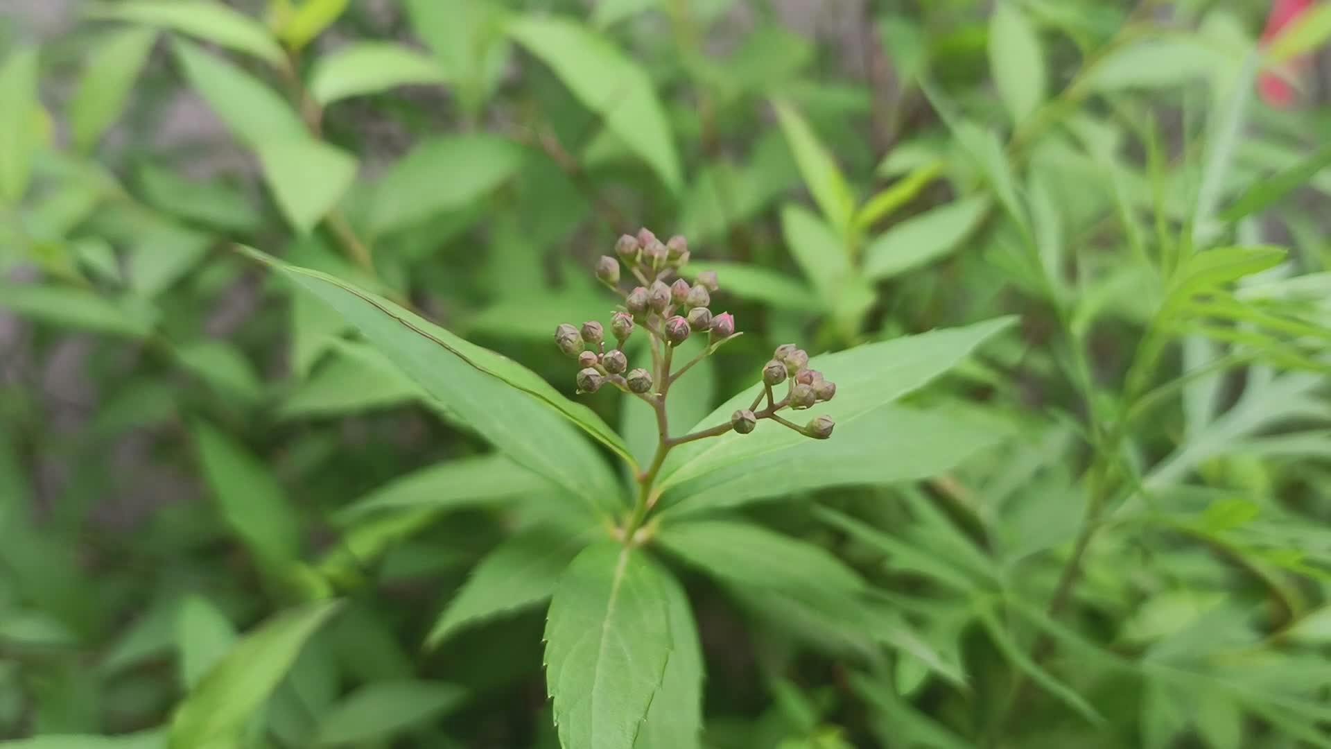 Gifle Brigitte Macro Videos, Download The BEST Free 4k Stock Video ...