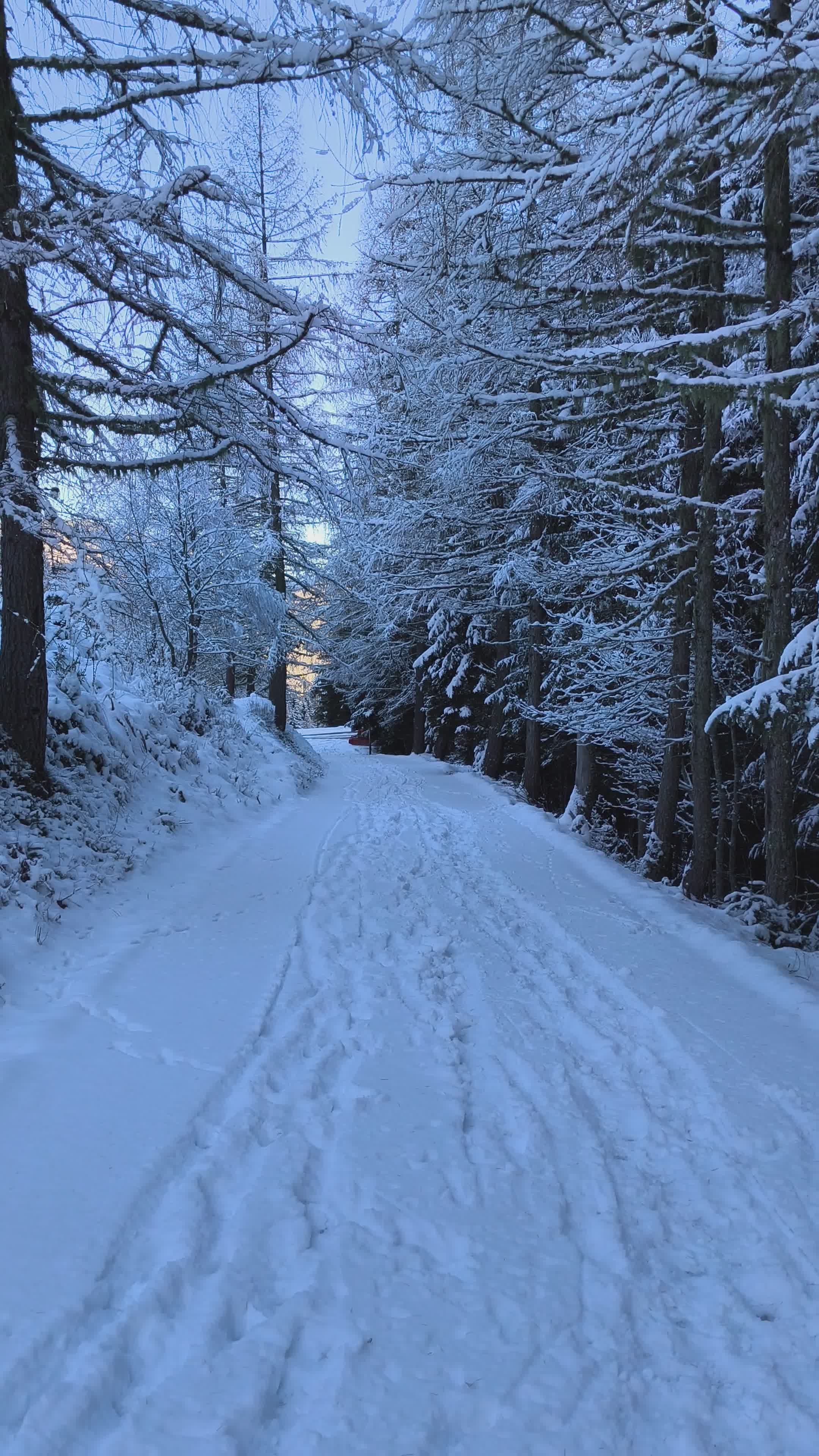 Scenic Snowy Forest Path in Winter Free Stock Video Footage, Royalty ...