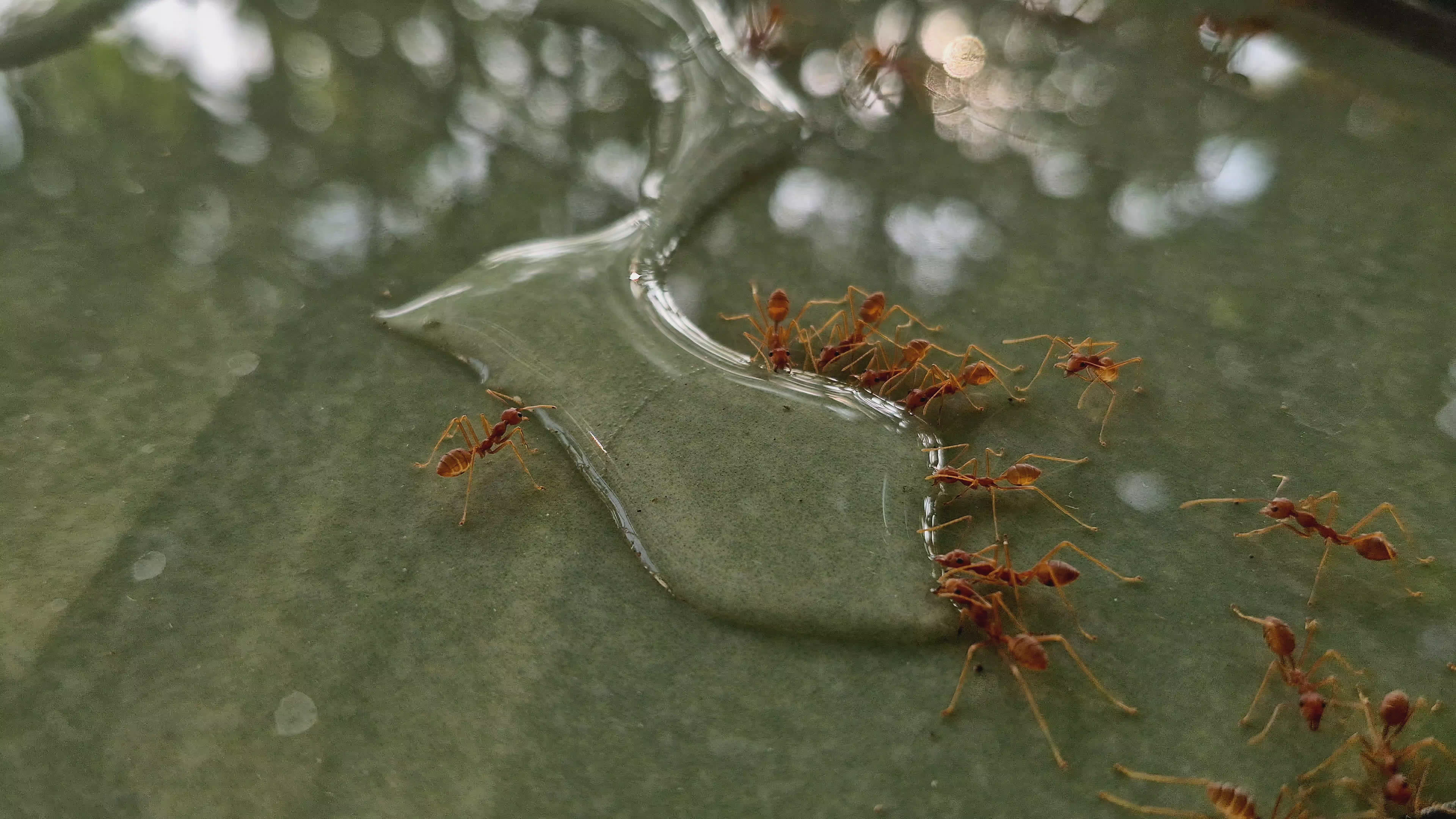 Ants Gathering Around Liquid in Nature Free Stock Video Footage ...