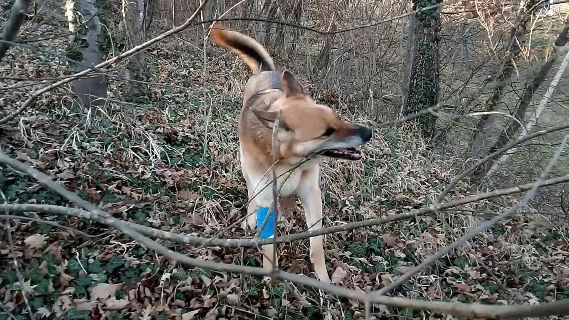 A Dog Biting A Bark Of Leafless Tree Free Stock Video Footage, Royalty ...