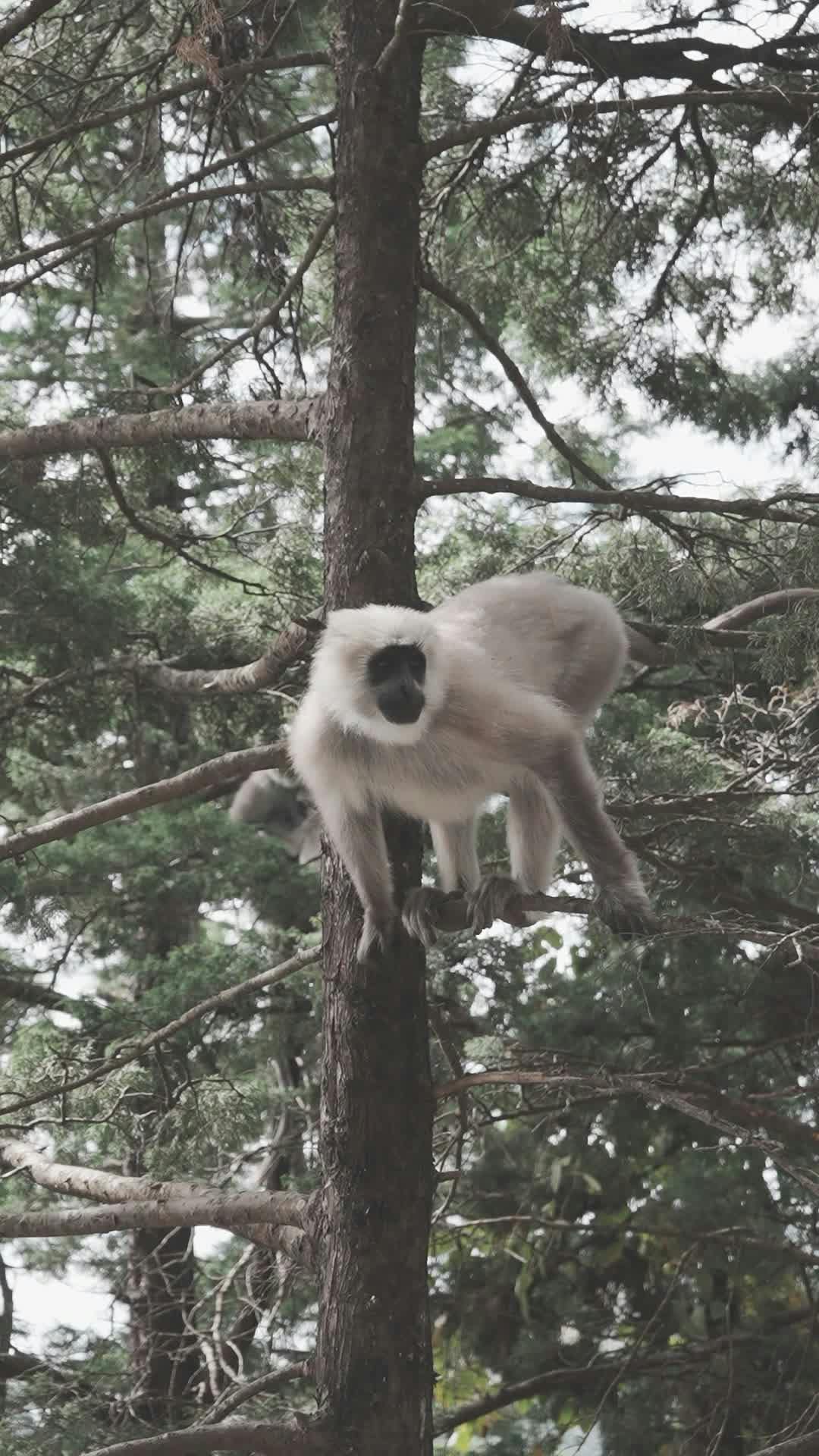 Gray Langur Climbing a Pine Tree Free Stock Video Footage, Royalty-Free ...