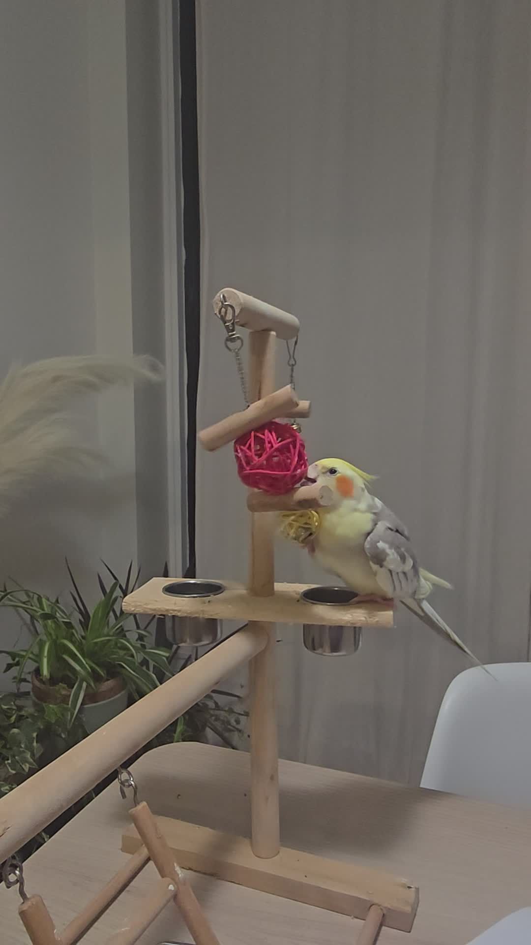 Cockatiel+Bird Videos, Download The BEST Free 4k Stock Video Footage ...