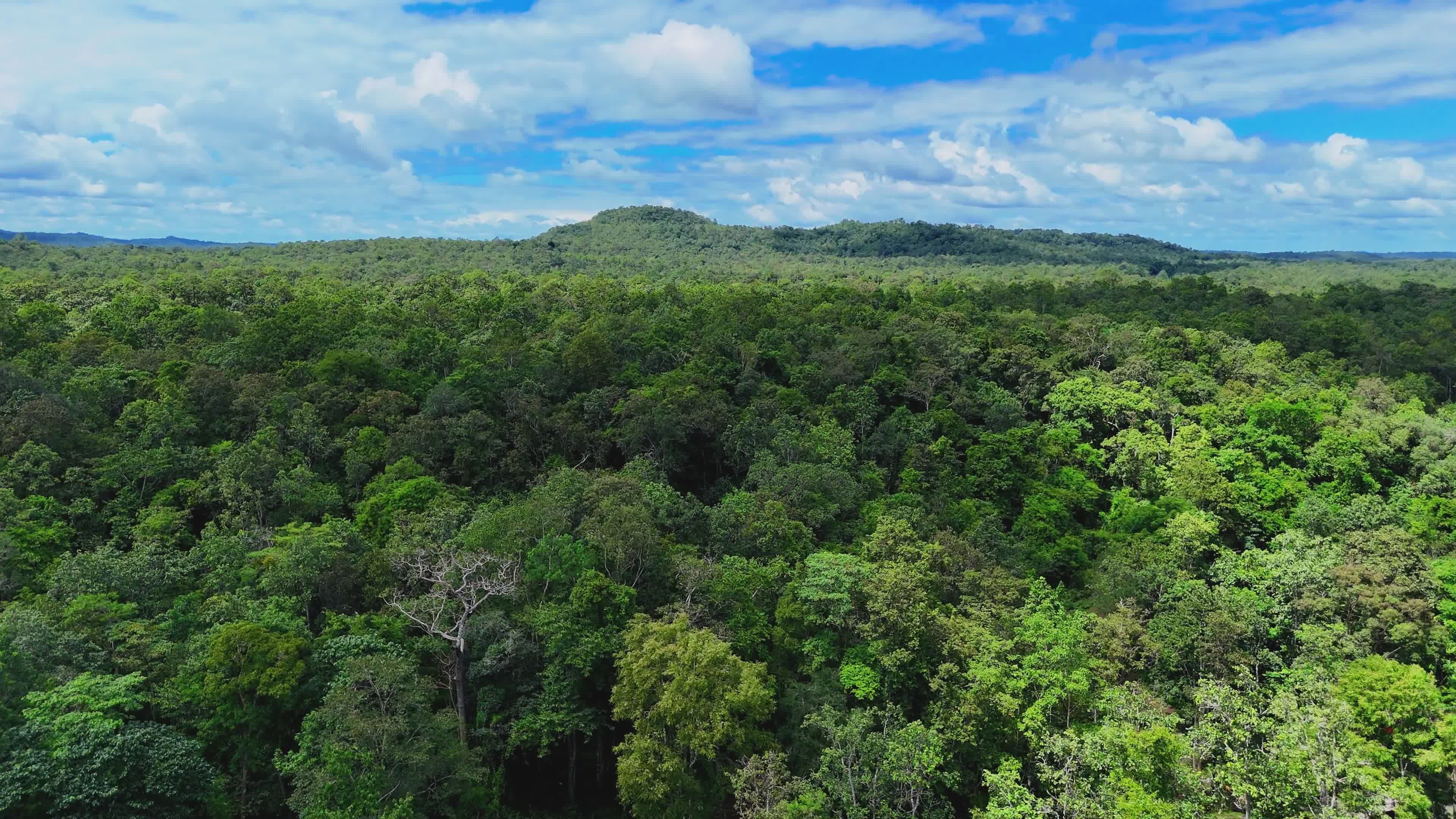 Vídeos de stock gratuitos sobre aéreo, amazonas, américa del sur ...