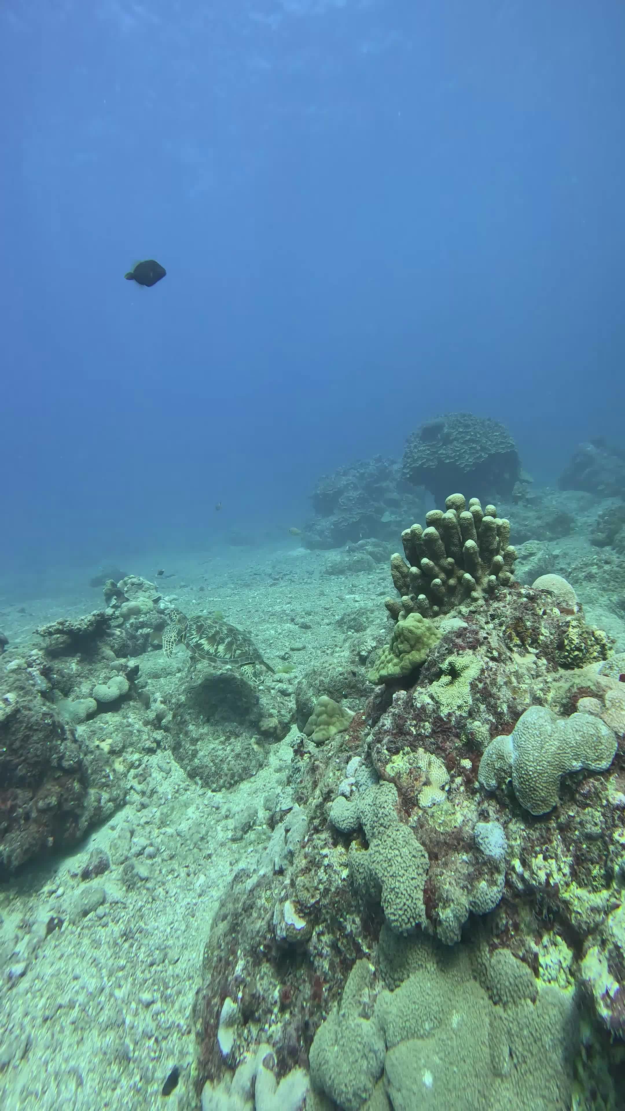 Wife+Like+مشاهده Videos, Download The BEST Free 4k Stock Video Footage ...