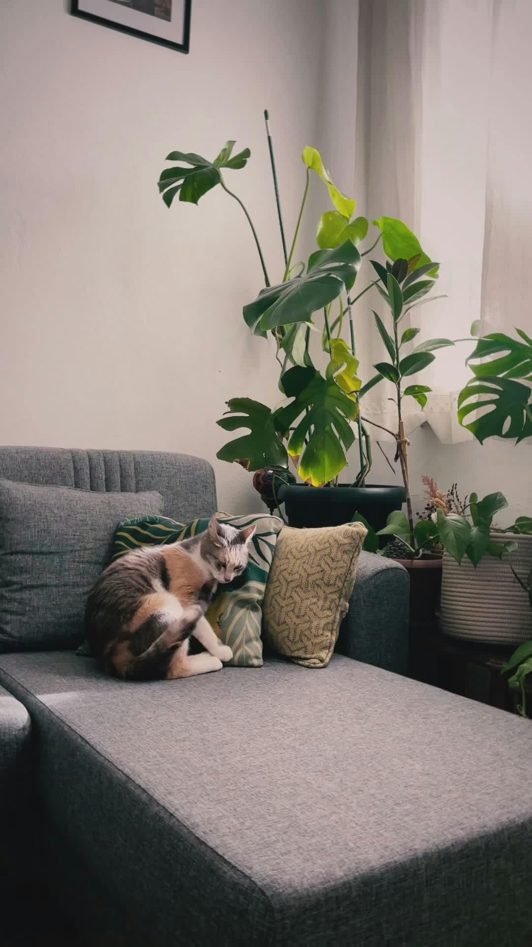 Mathema Kitten Videos, Download The BEST Free 4k Stock Video Footage ...