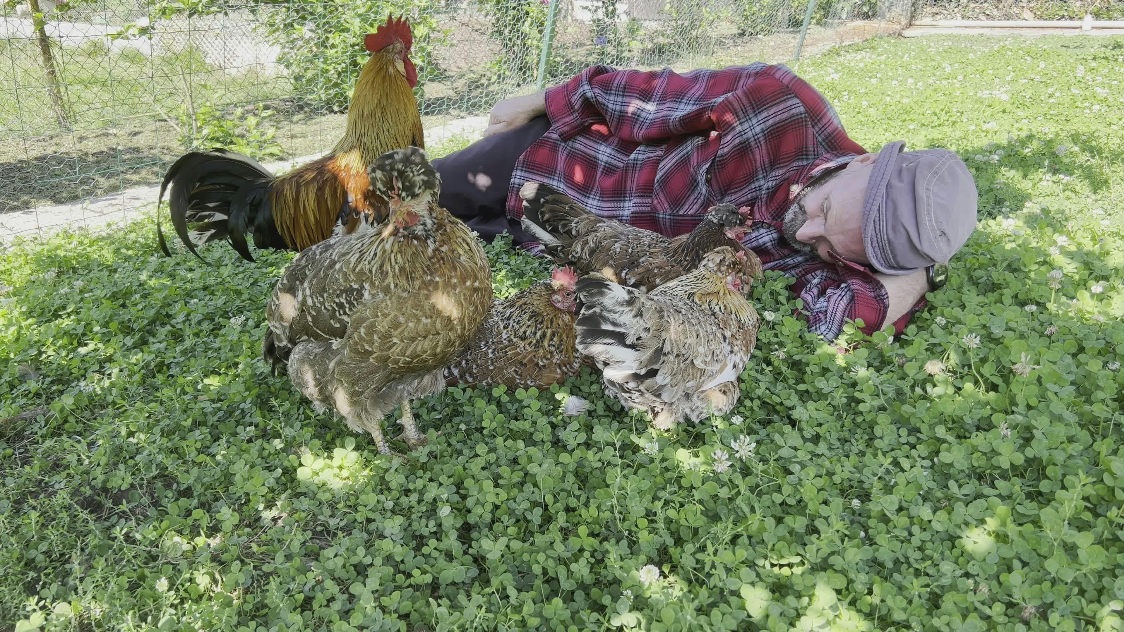 Vídeos de stock gratuitos sobre a cuadros, agricultura, aire libre, al ...
