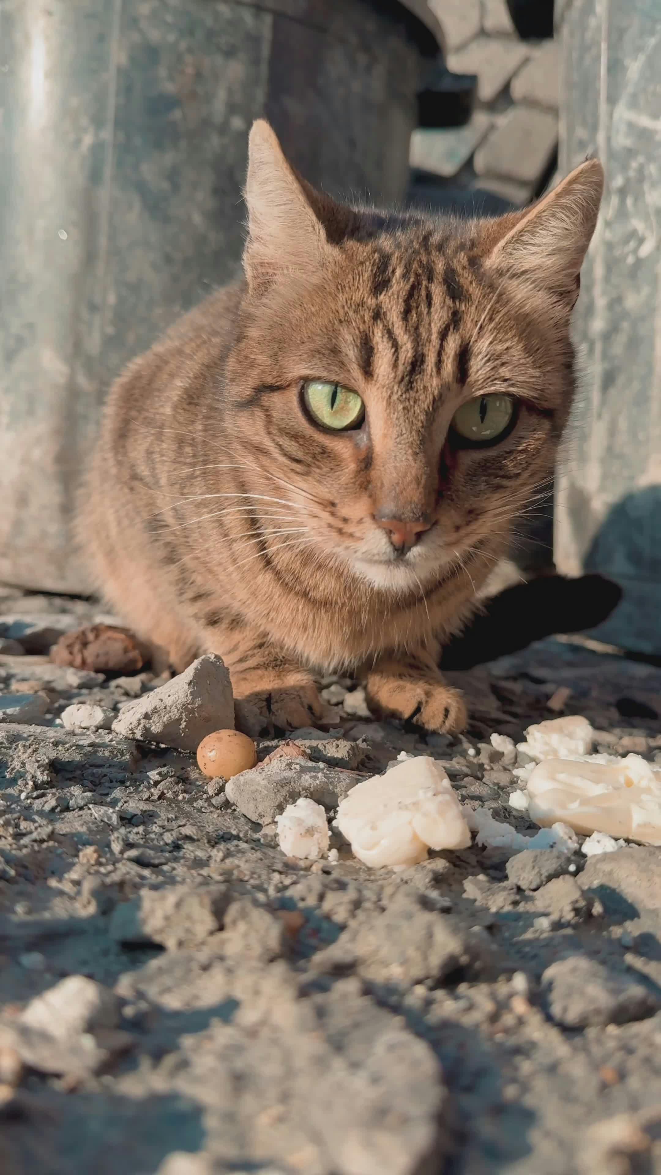 Primer Plano De Un Gato Atigrado Comiendo Al Aire Libre · Vídeo de ...