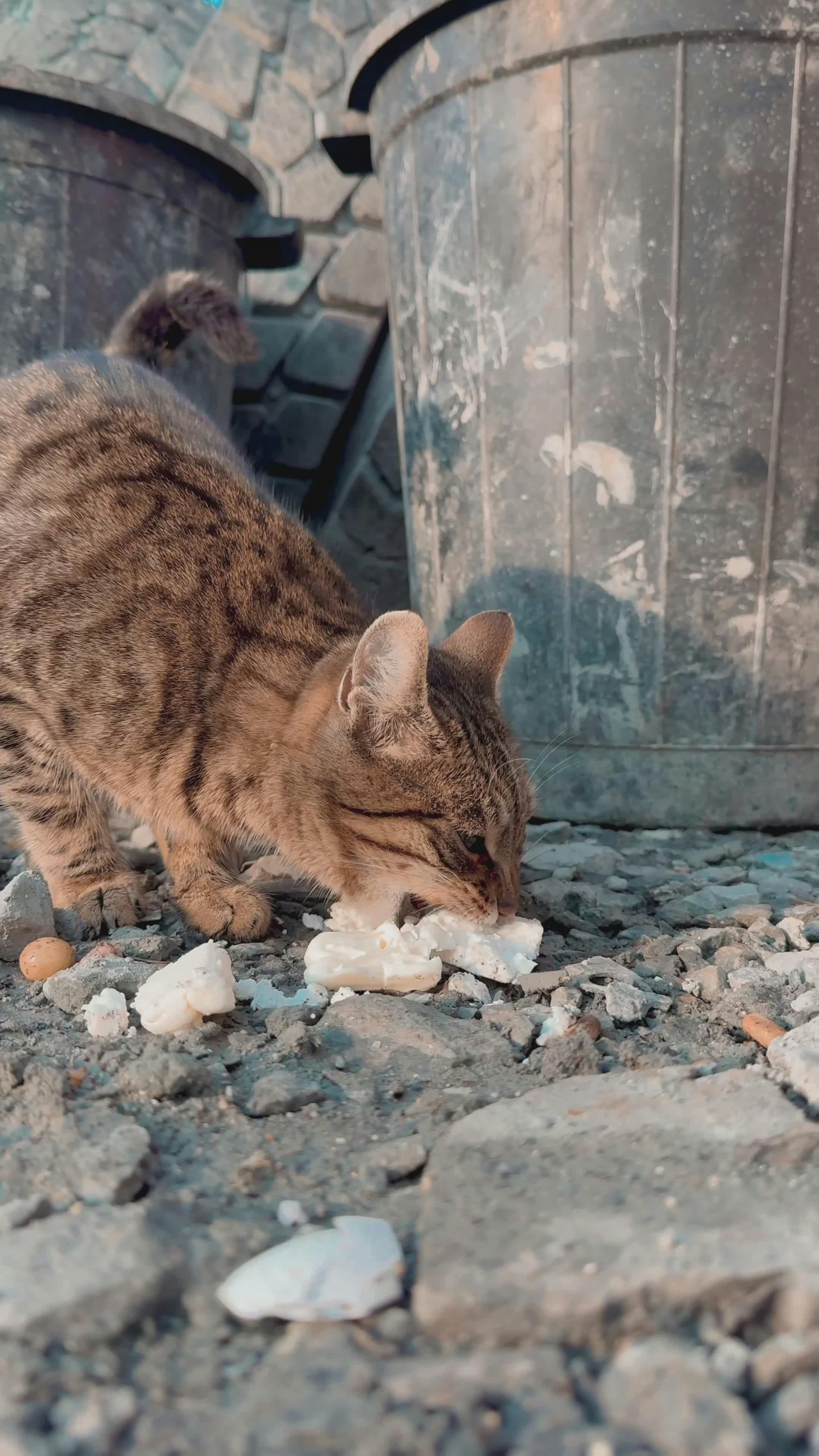 Stray Cat Eating Near Garbage Bins Outdoors Free Stock Video Footage ...