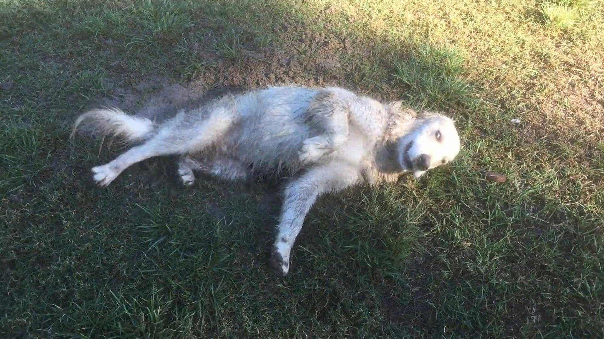 Fur Roll Videos, Download The BEST Free 4k Stock Video Footage & Fur ...